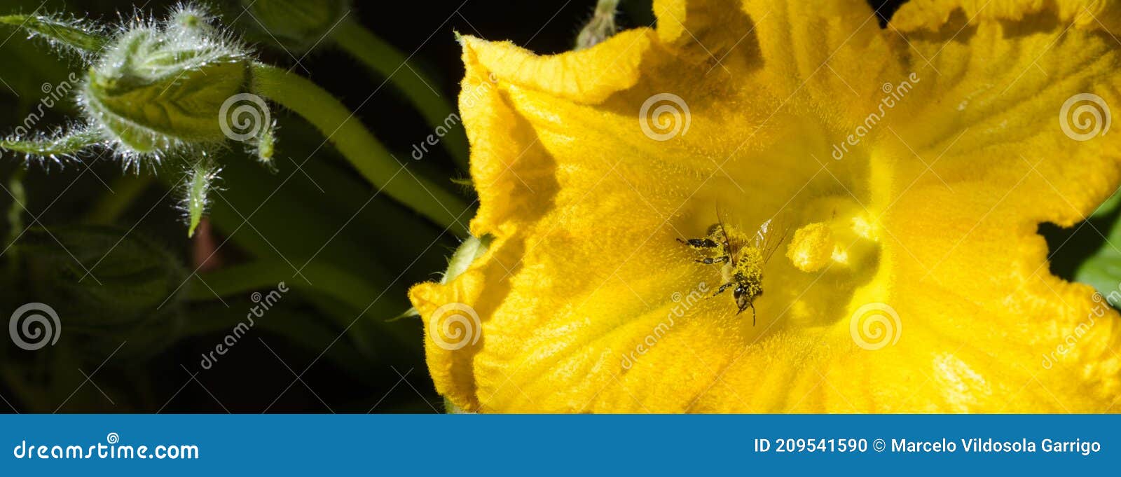 Worker Bee with Pollen Covered Legs on the Pumpkin Flower. Stock Photo ...