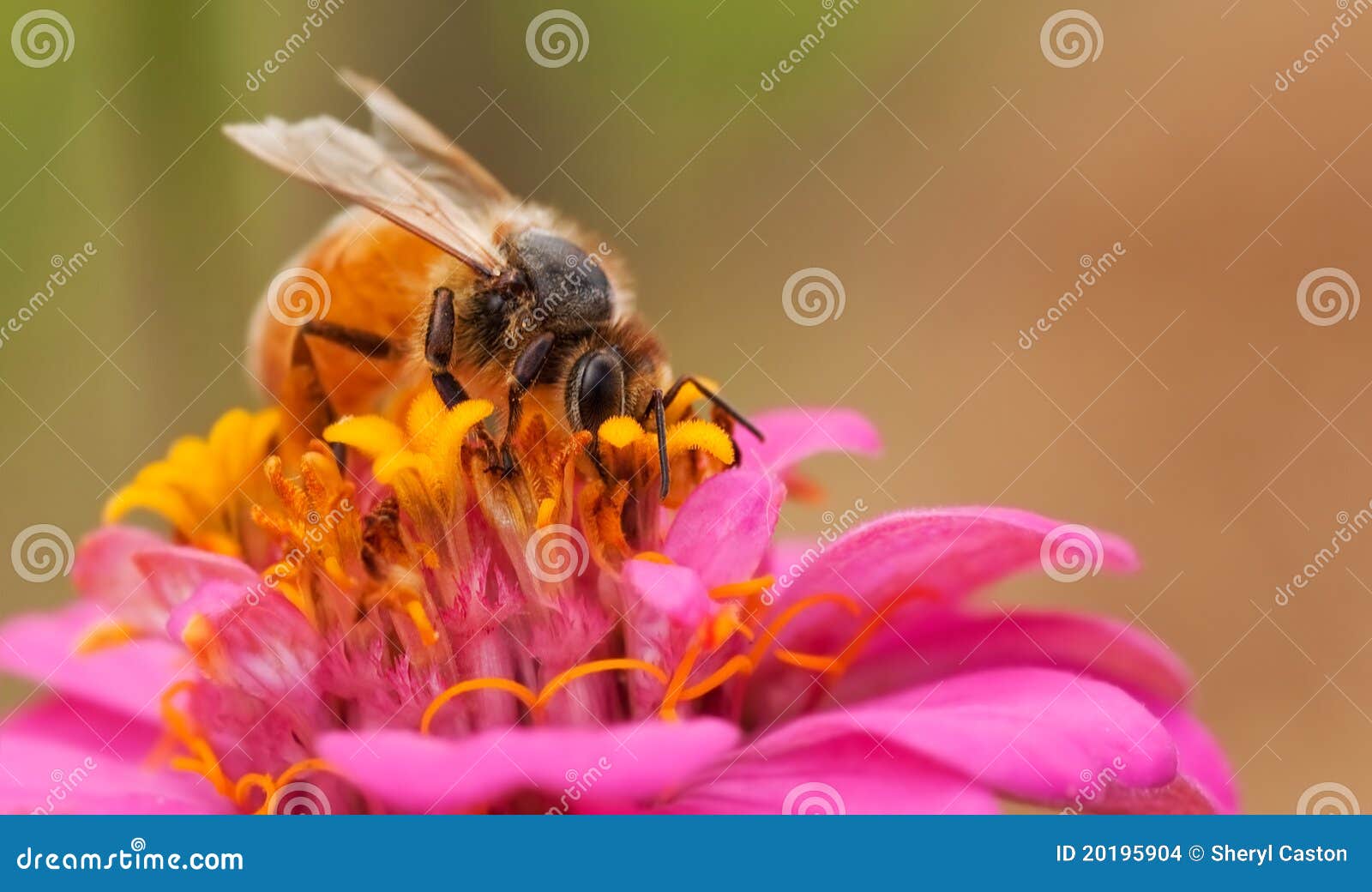 Worker Bee with Pollen from Zinnia Flower Stock Photo - Image of yellow ...