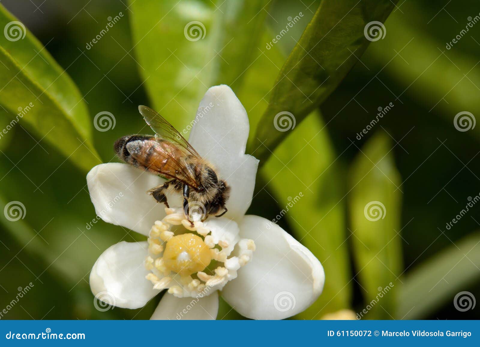 Worker bee stock photo. Image of orange, nectar, pollinator - 61150072