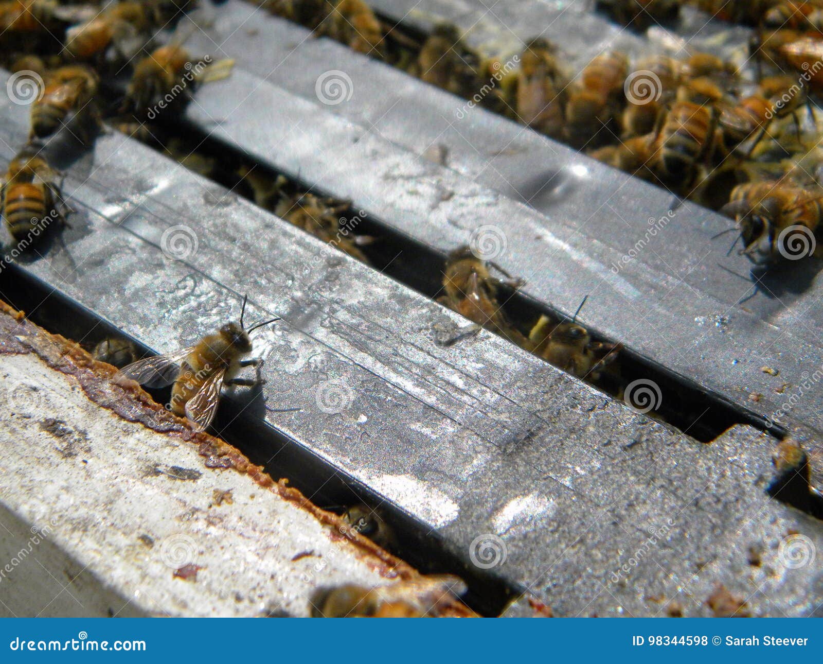 Worker bee stock photo. Image of langstroth, hybrid, eating - 98344598