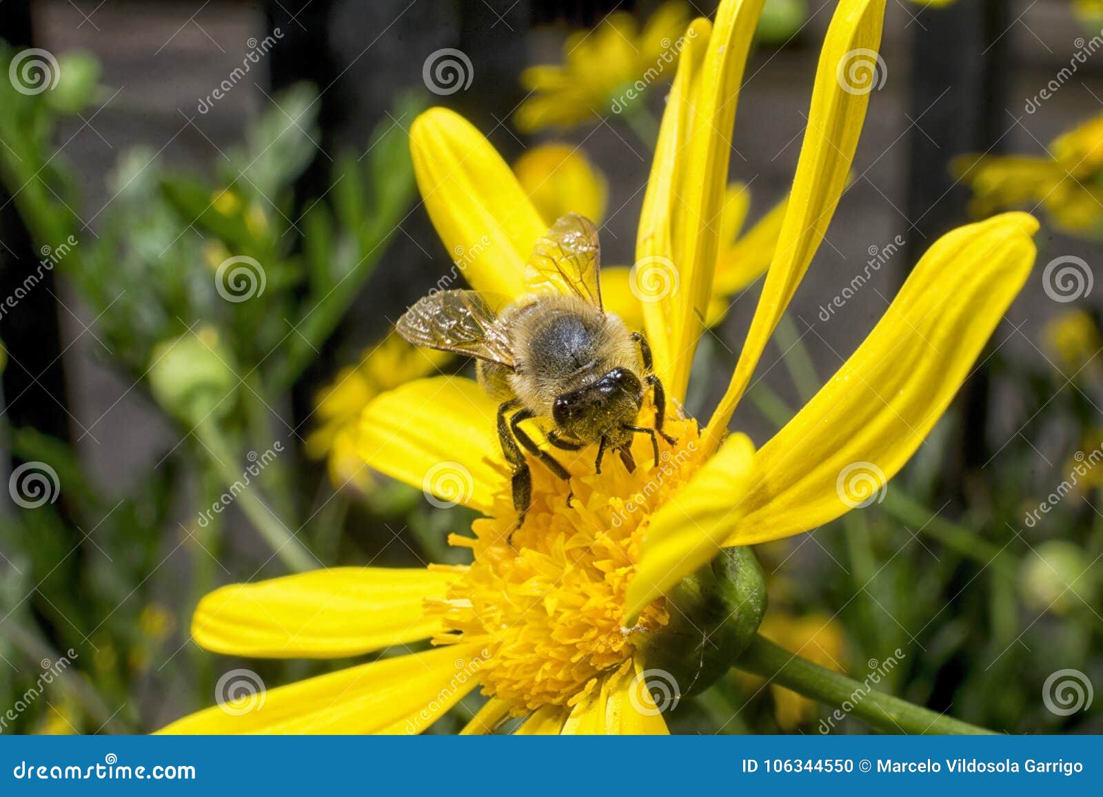 Worker bee working stock photo. Image of macro, nature - 106344550