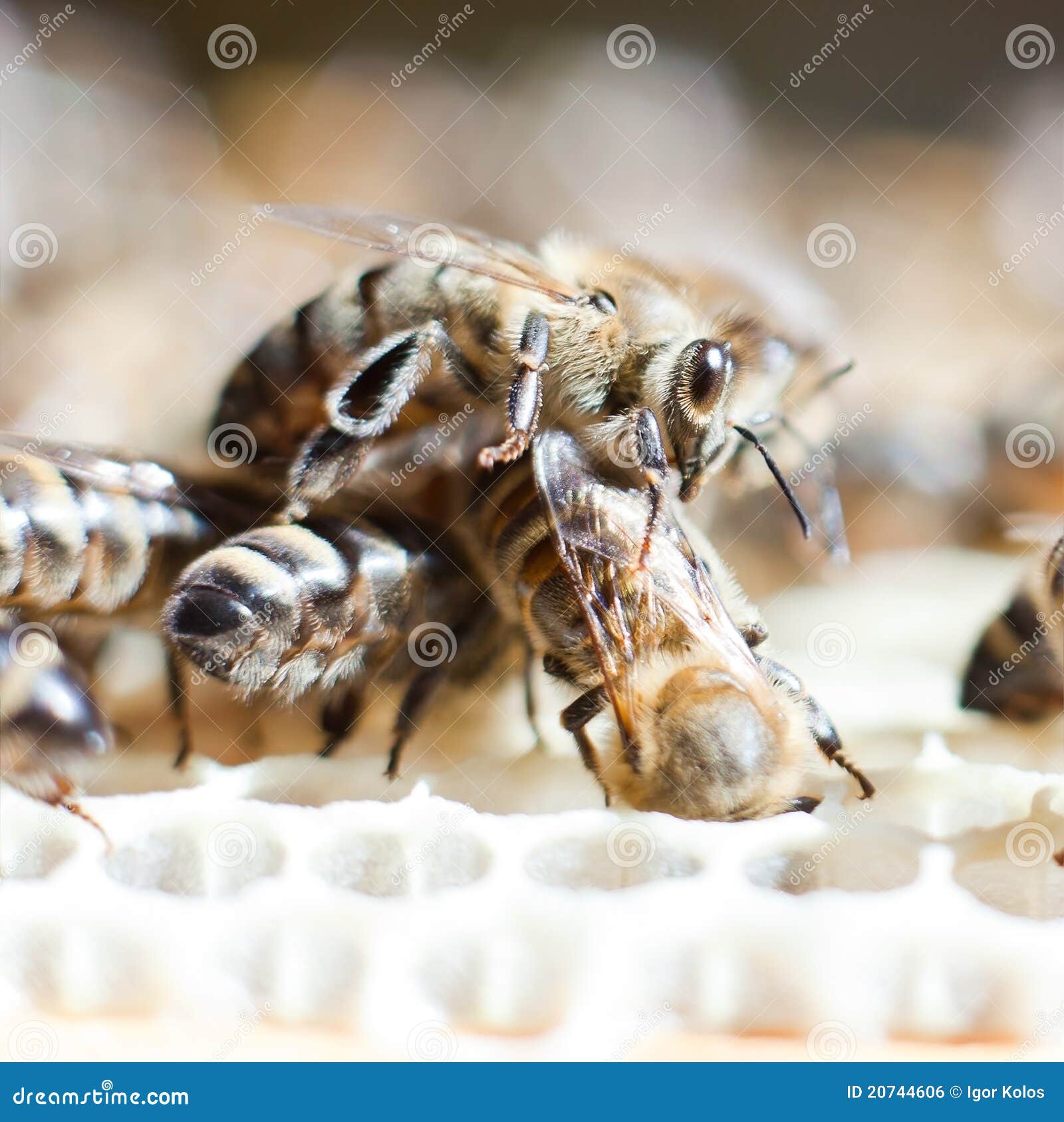 Worker bees stock photo. Image of insect, hexagon, macro - 20744606