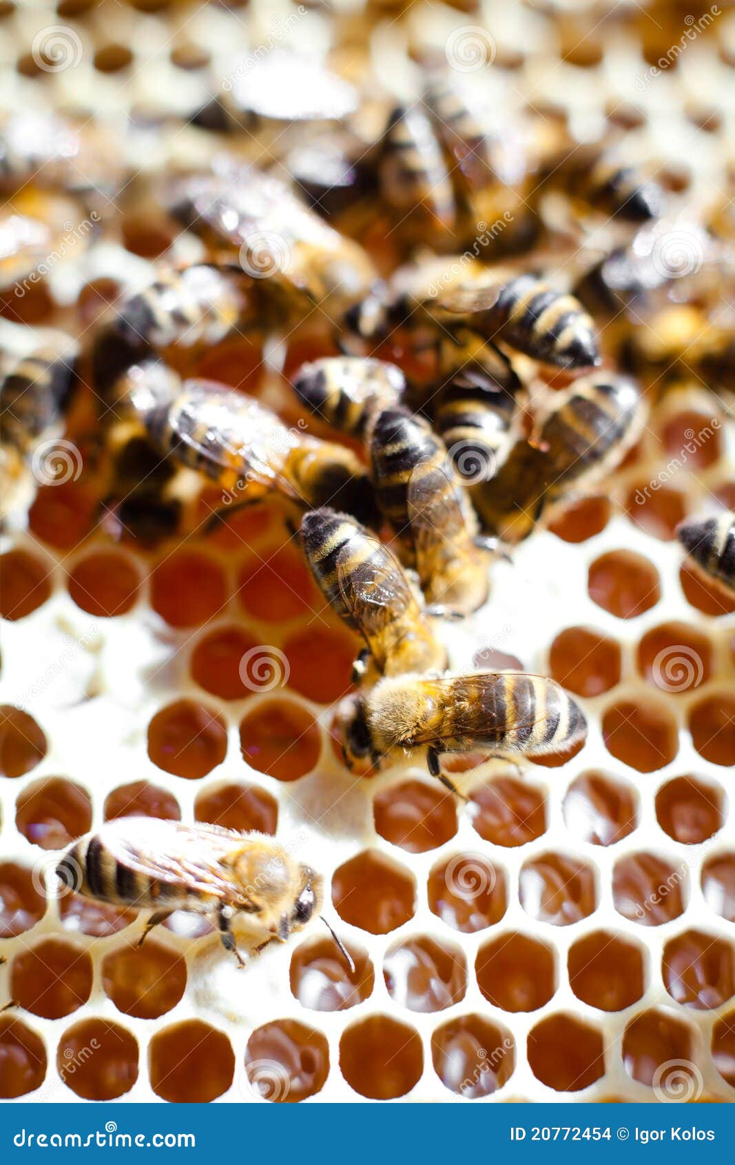 Worker bees stock photo. Image of beeswax, nature, pollen - 20772454