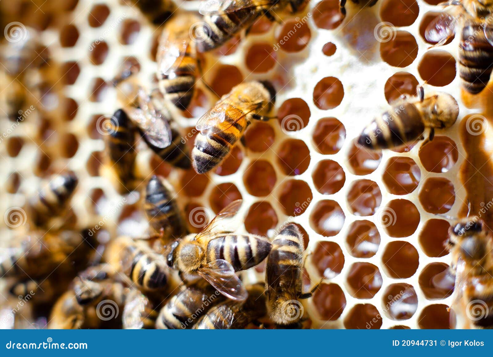 Worker bees stock image. Image of hexagon, pollen, sweet - 20944731