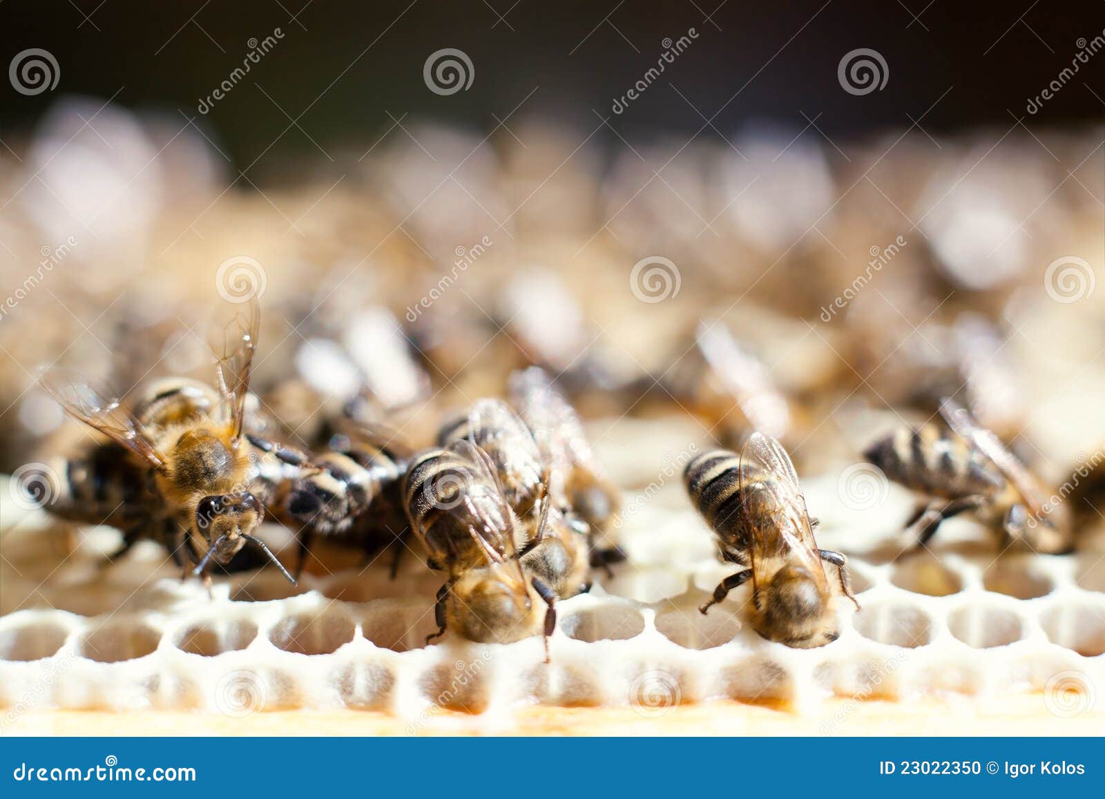 Worker bees stock photo. Image of honey, nature, beeswax - 23022350