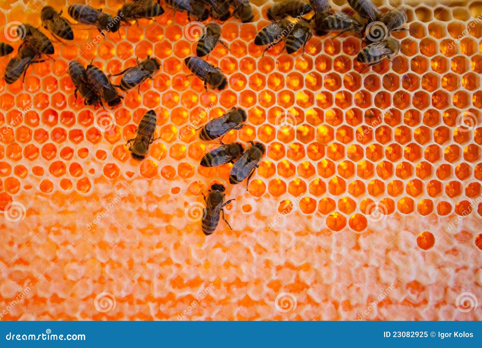 Worker bees stock image. Image of macro, food, hexagon - 23082925