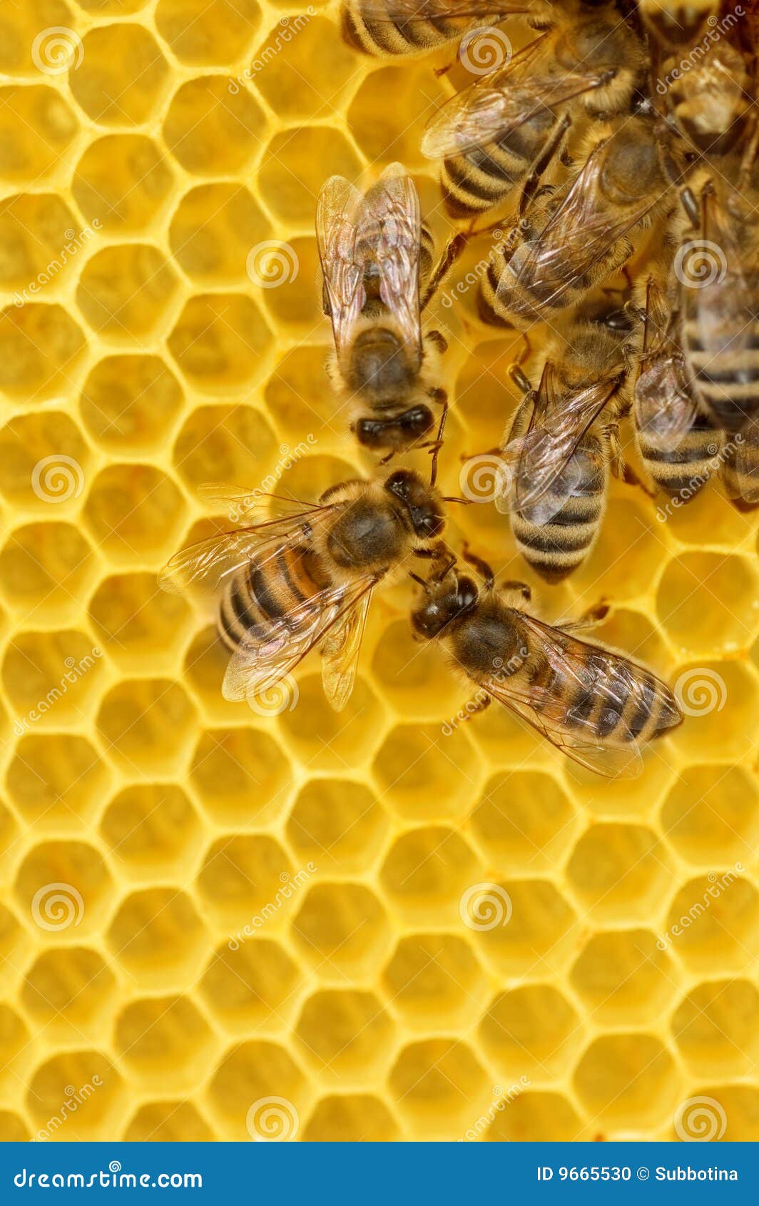 Worker Bees on Honeycomb stock photo. Image of close, closeup - 9665530