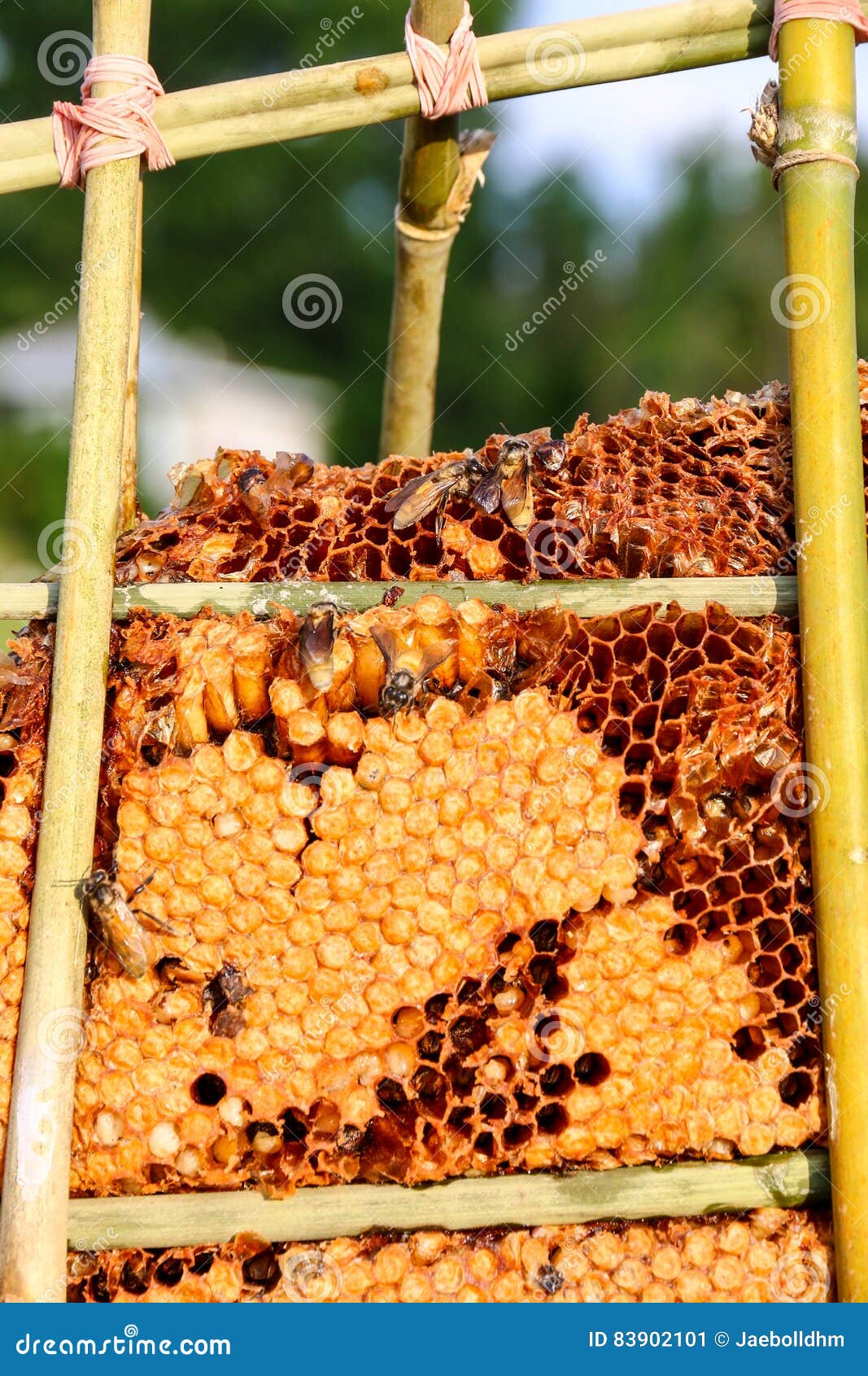 Worker Bees on Honeycomb. stock image. Image of hive - 83902101