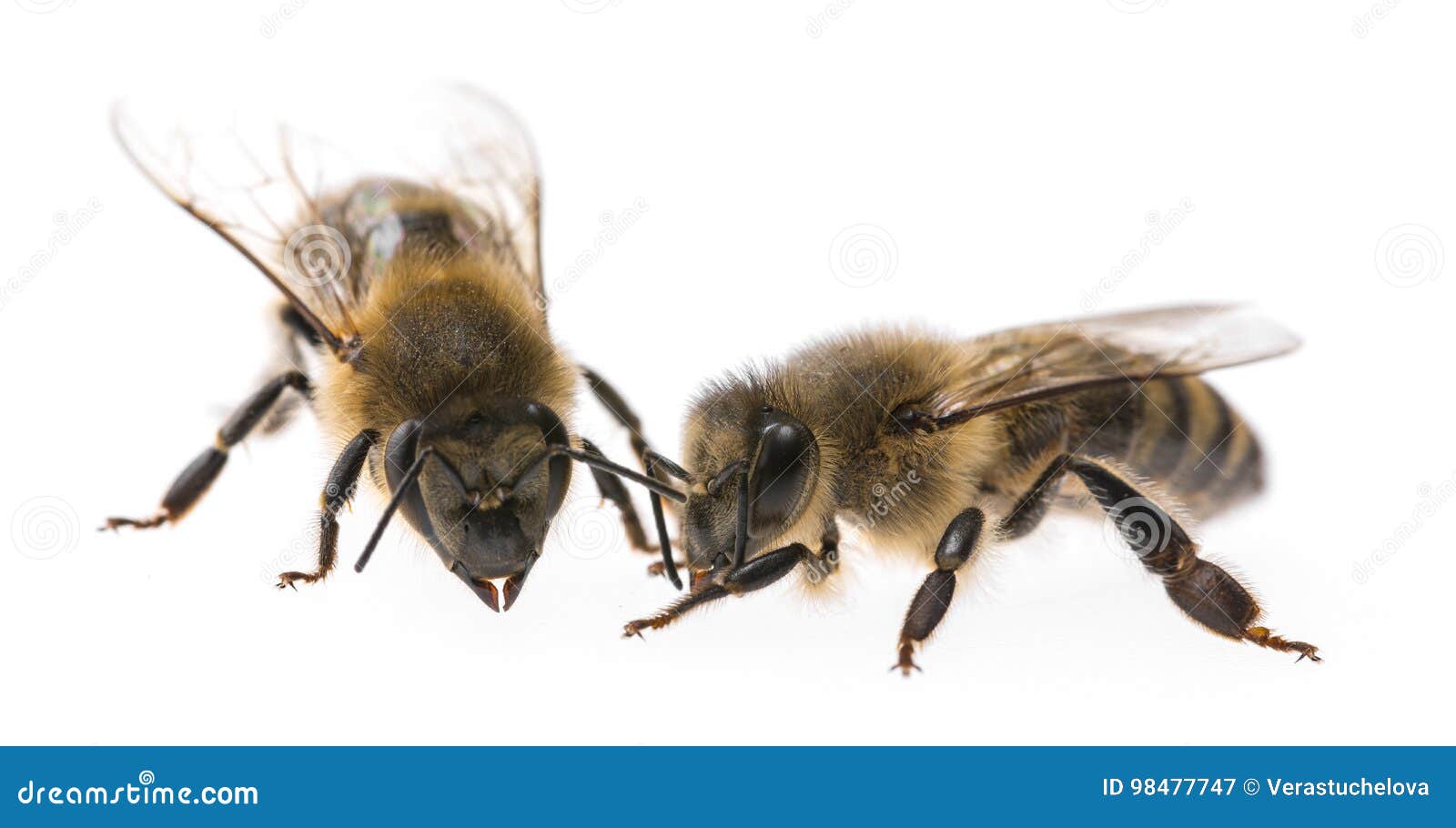 Worker bees stock image. Image of young, color, mark - 98477747