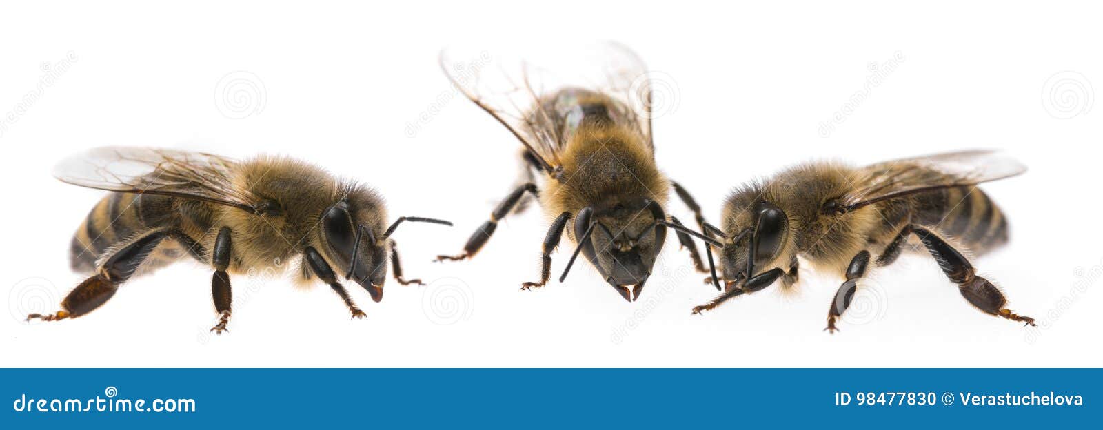 Worker bees stock photo. Image of isolated, close, hive - 98477830