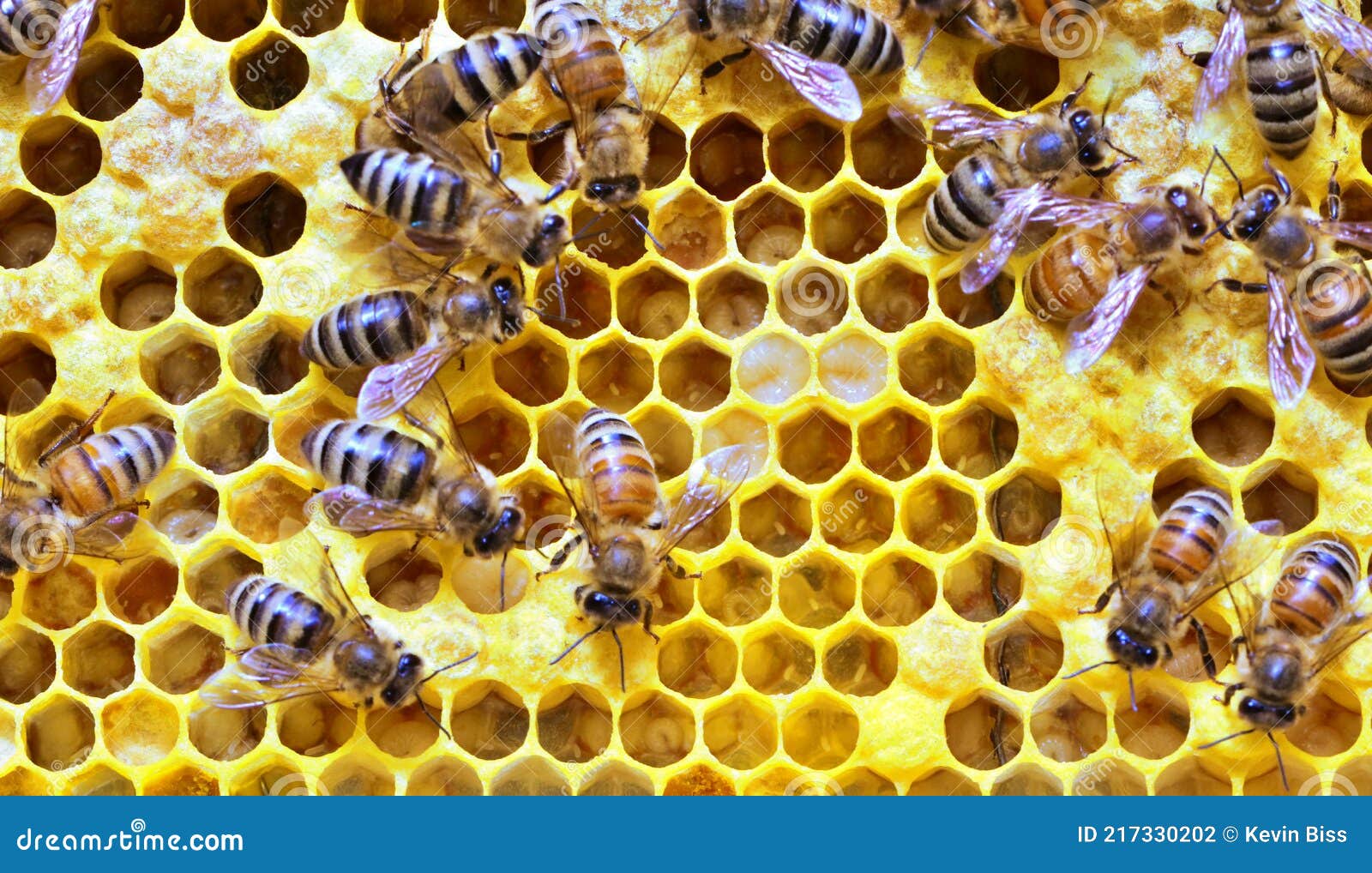 Worker Bees Raising Eggs and Larva on a Frame of Comb. Stock Photo ...