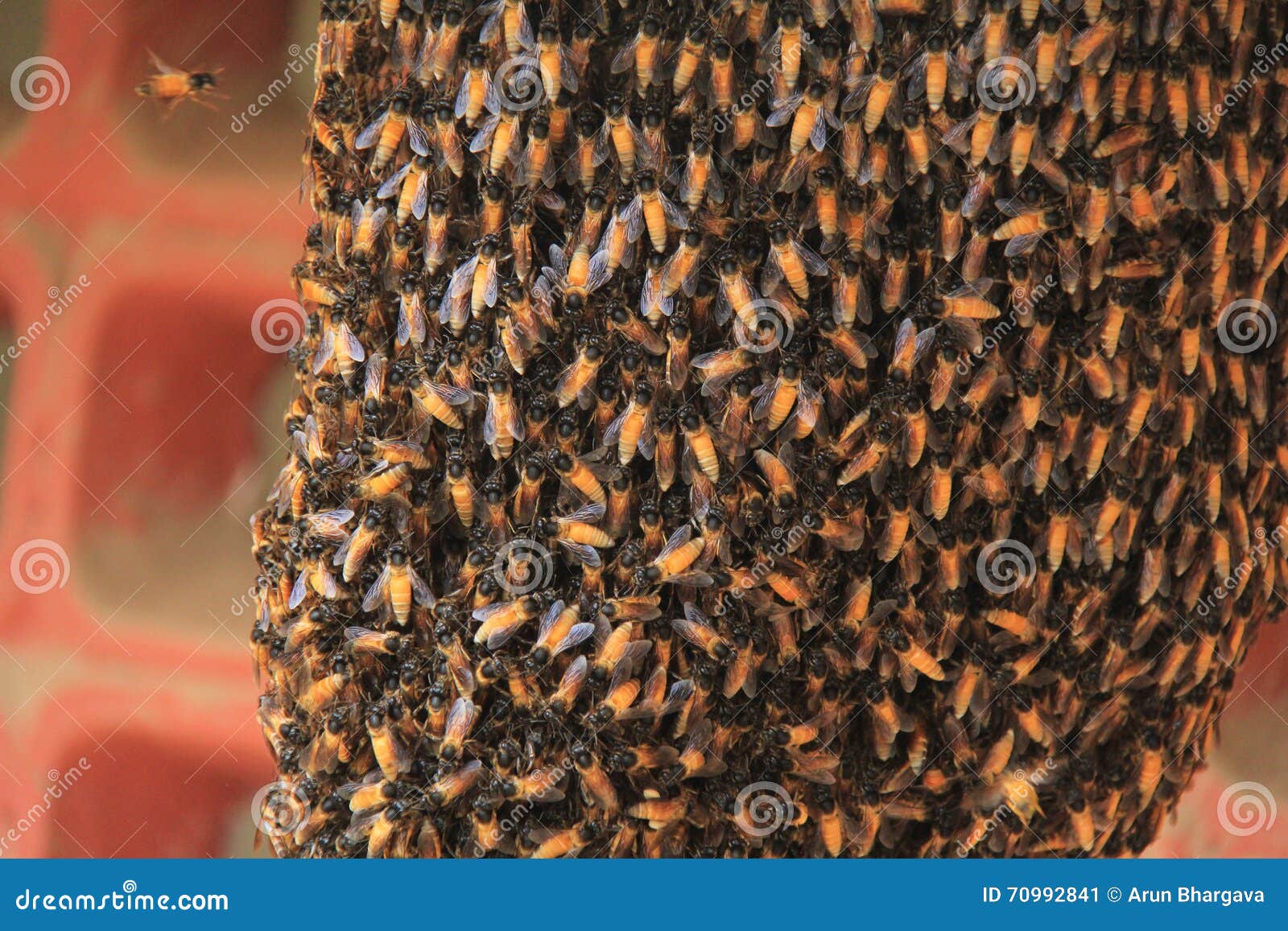 Worker Bees Team stock image. Image of dangerous, comb - 70992841
