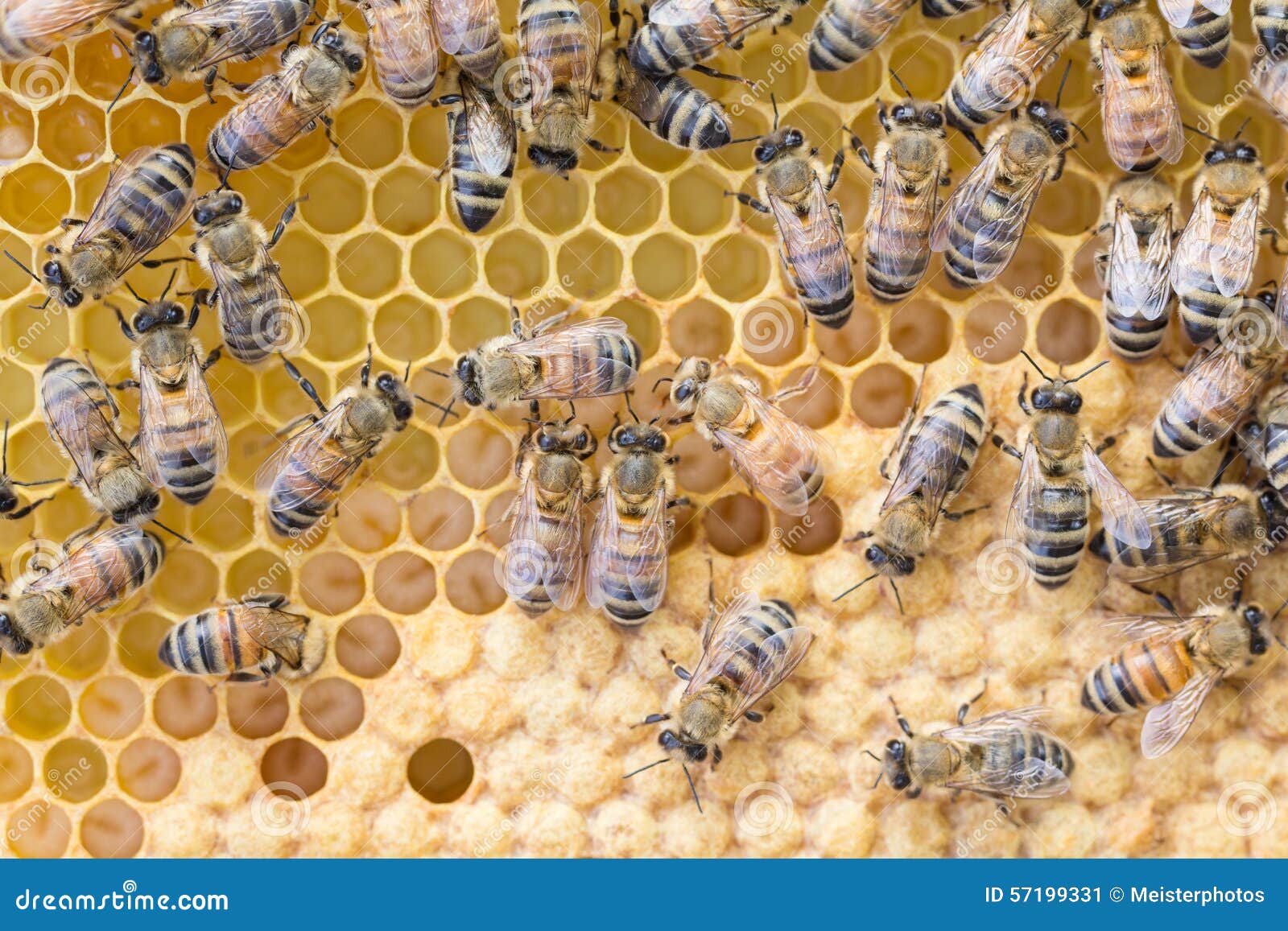 Worker bees tend brood stock image. Image of capped, worker - 57199331
