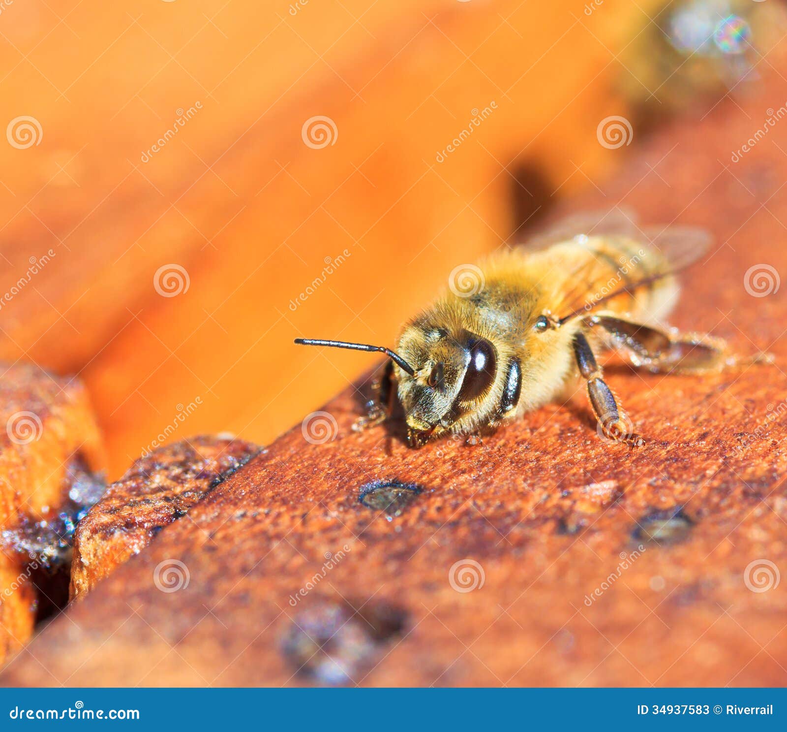Worker bees stock image. Image of buzz, cell, honeycomb - 34937583