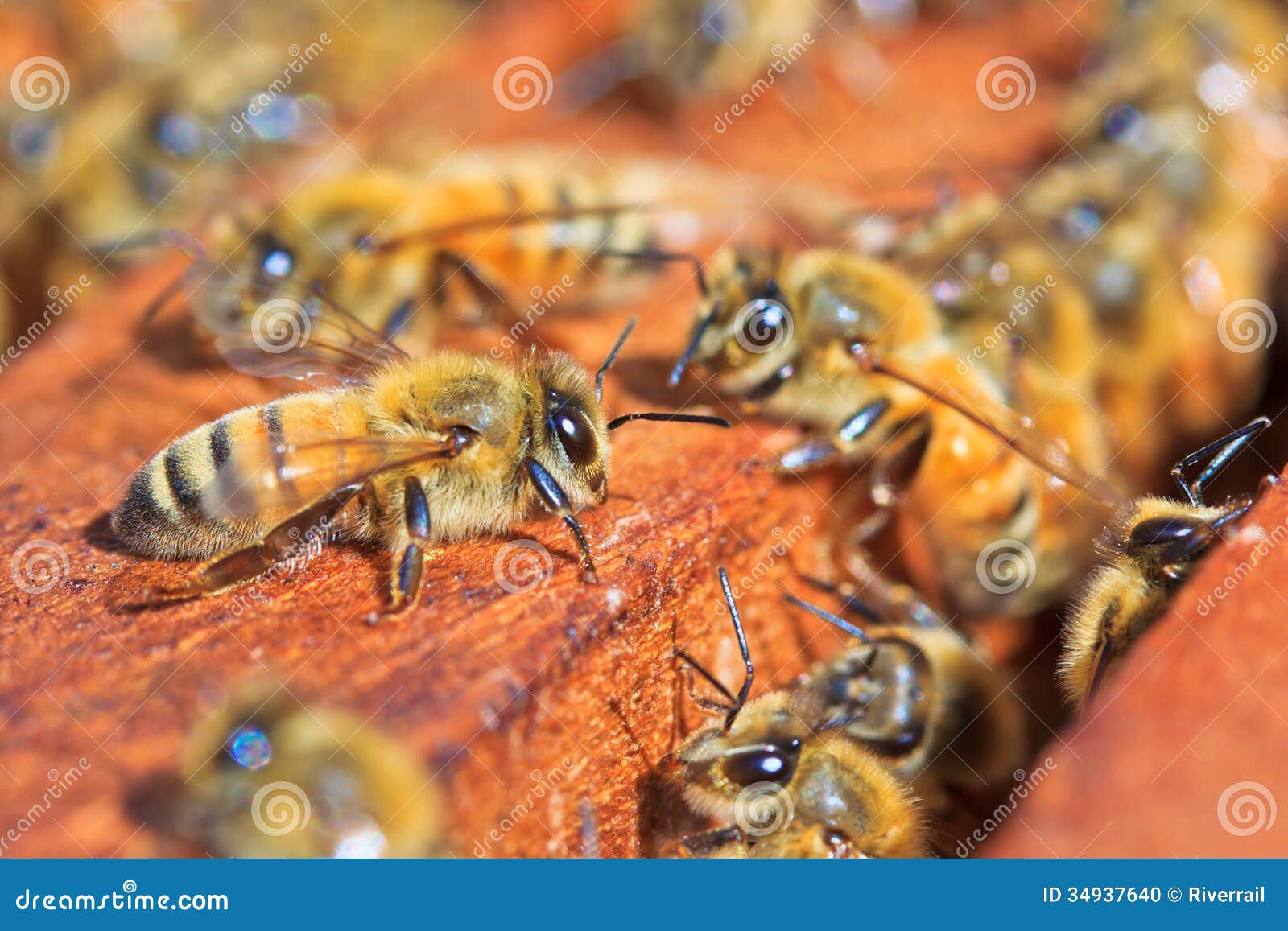 Worker bees stock photo. Image of house, agriculture - 34937640
