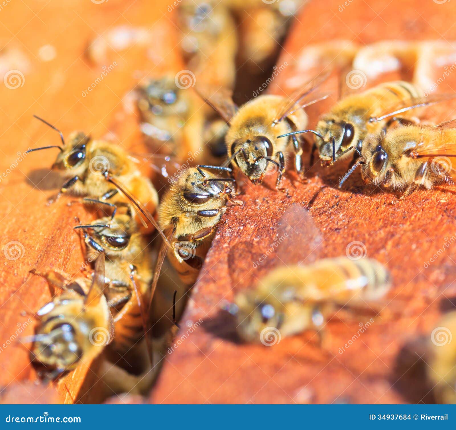 Worker bees stock photo. Image of beeswax, cell, beekeeper - 34937684