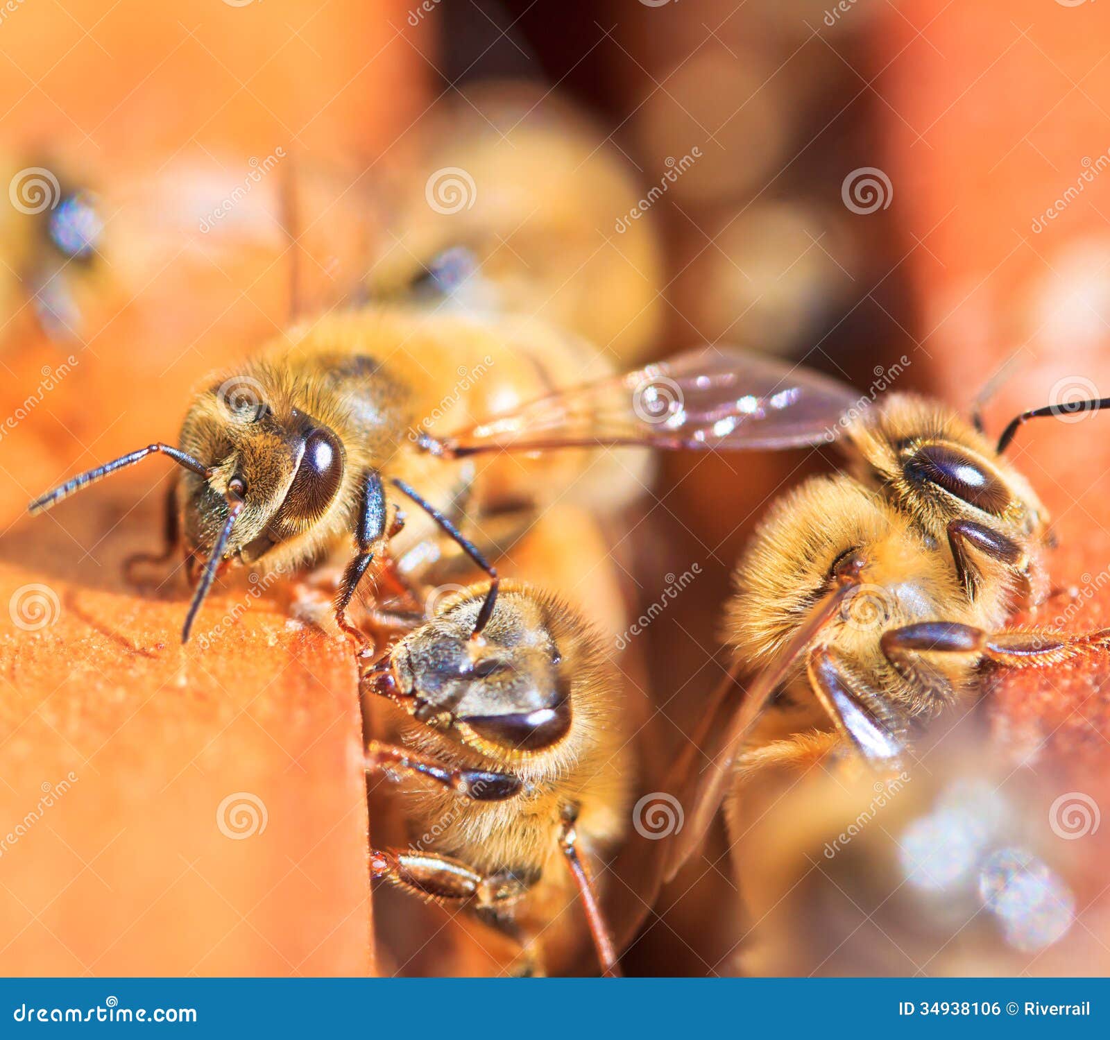 Worker bees stock photo. Image of cell, close, agriculture - 34938106