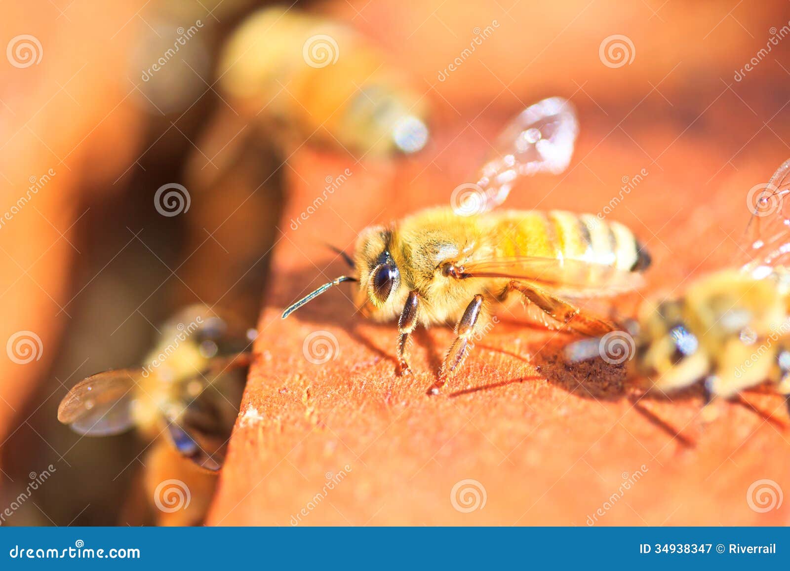 Worker bees stock image. Image of hive, buzz, asia, field - 34938347