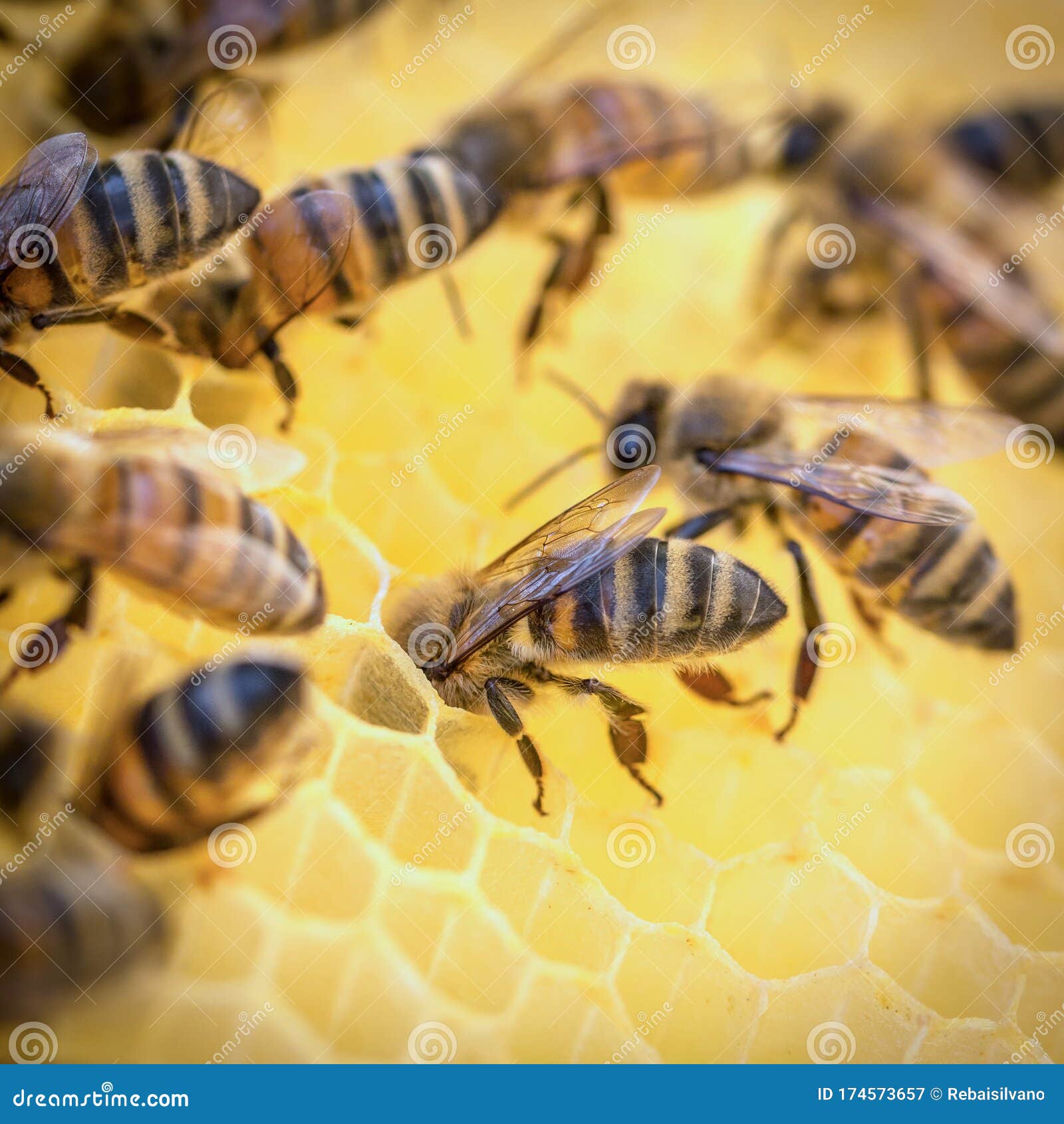 Worker bees at work stock image. Image of insects, animal - 174573657