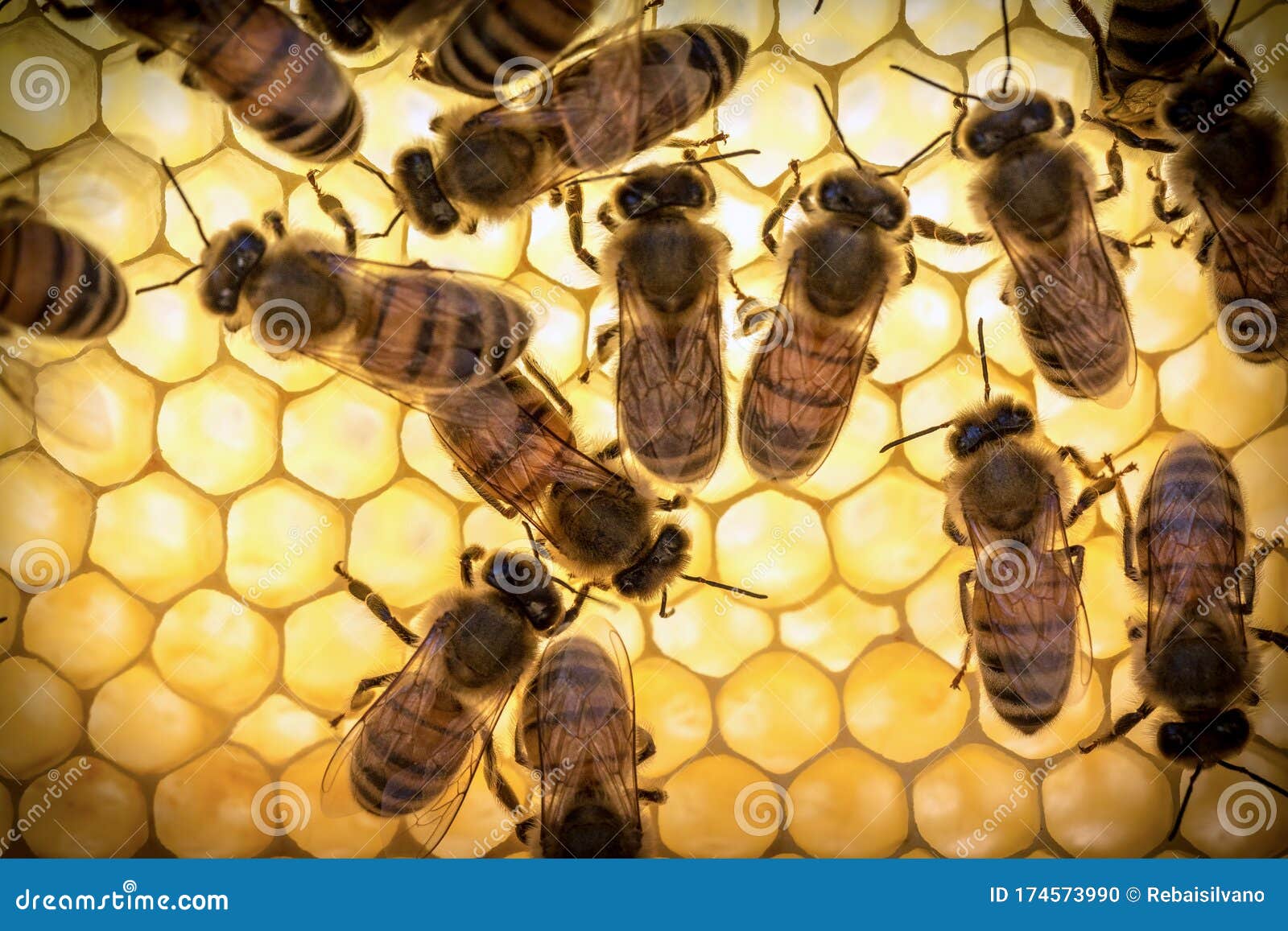 Worker bees at work stock photo. Image of beekeeping - 174573990