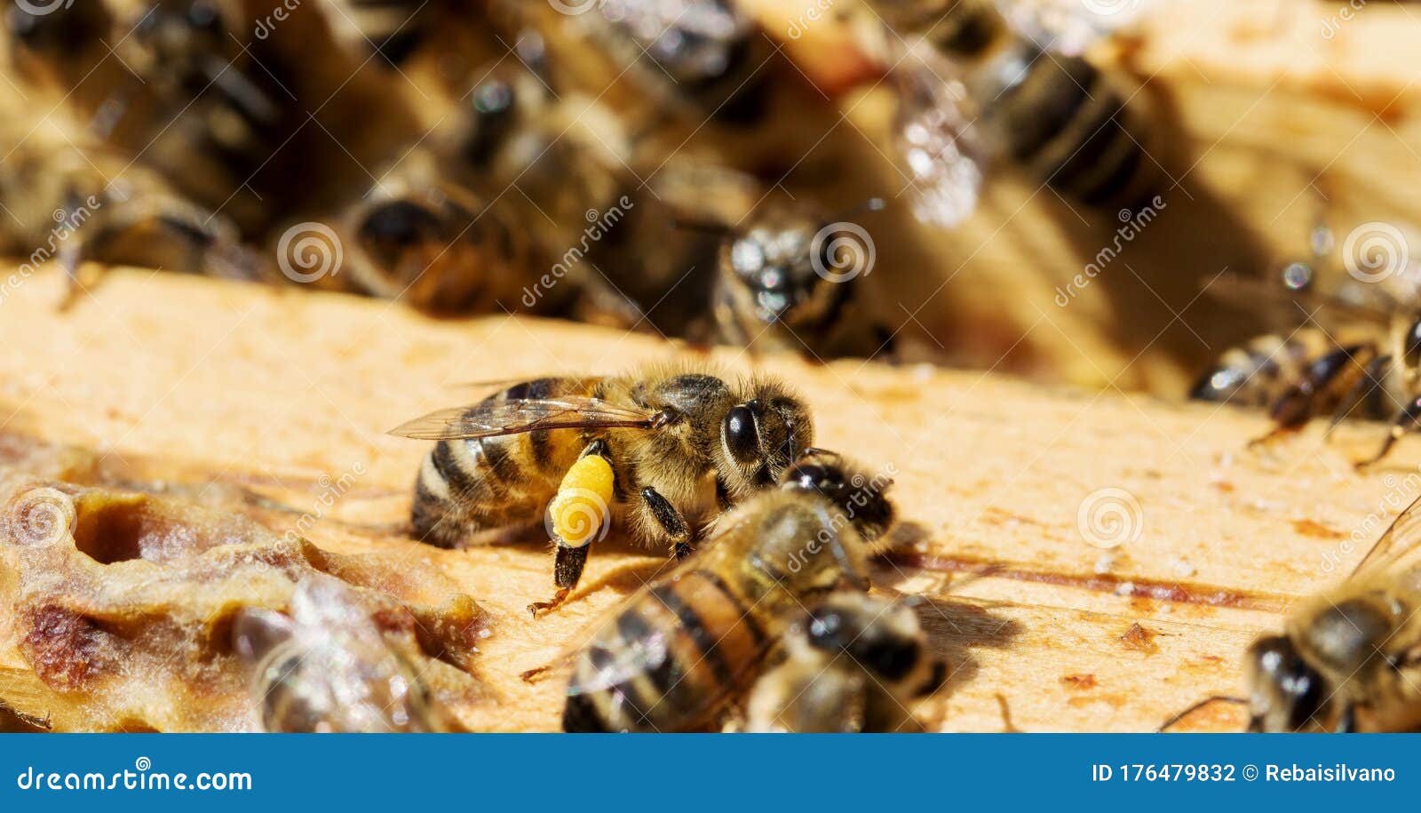 Worker bees at work stock photo. Image of animals, honeyed - 176479832