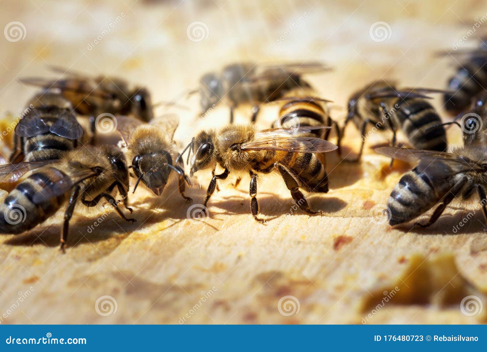 Worker bees at work stock image. Image of cells, healthy - 176480723