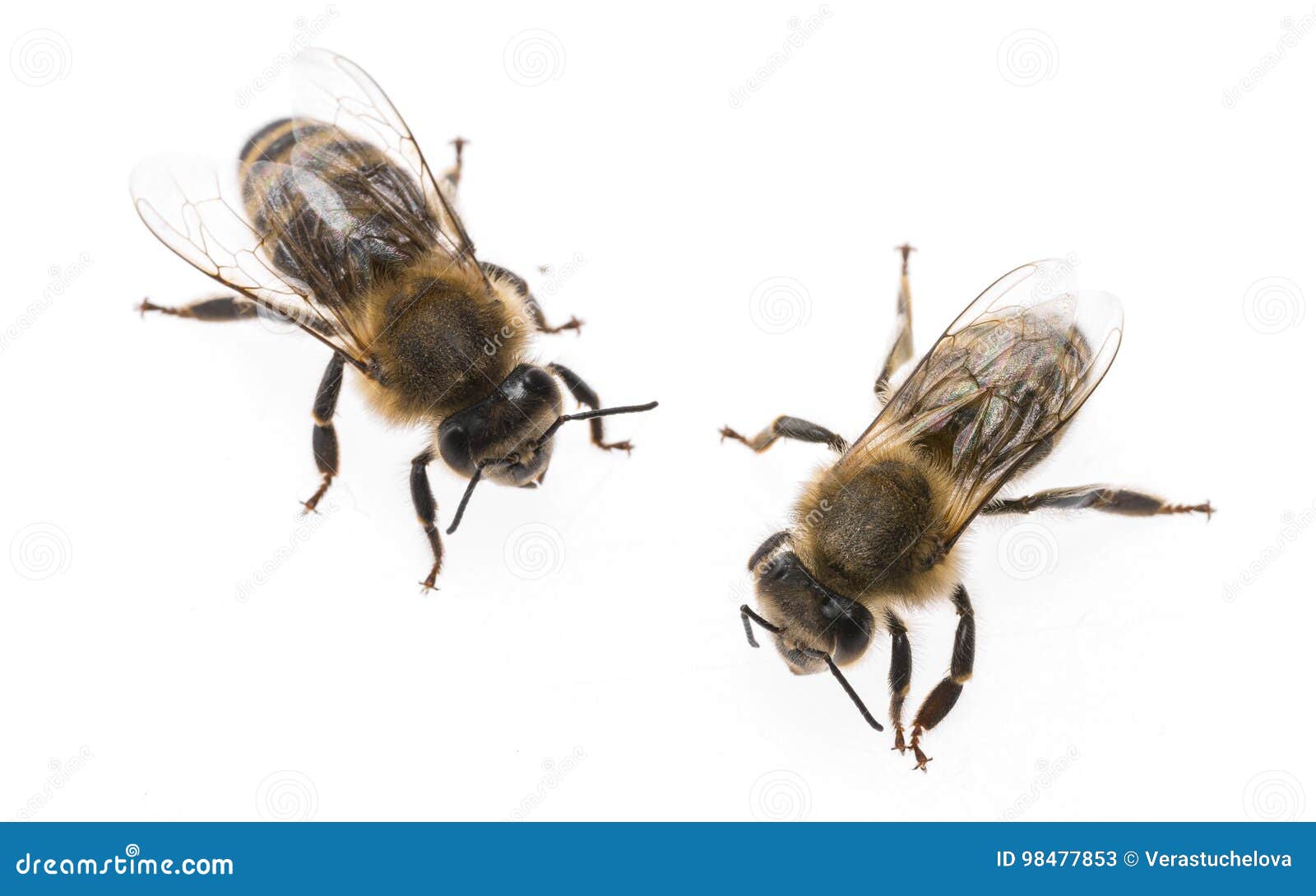 Worker bees stock image. Image of hive, isolation, background - 98477853
