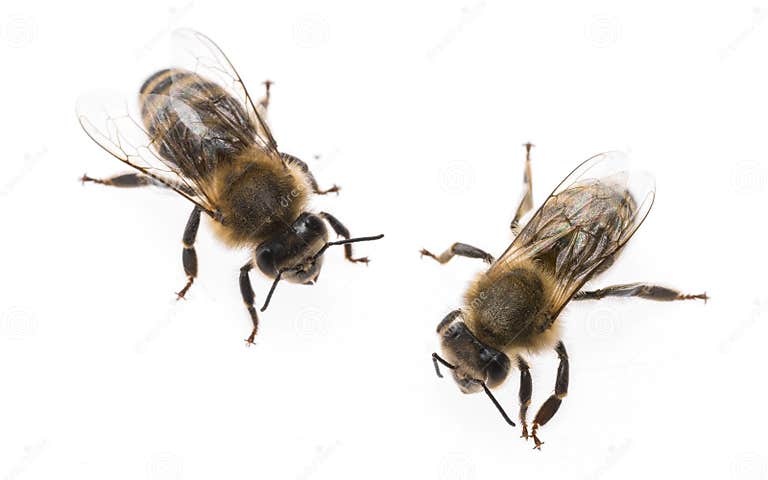 Worker bees stock image. Image of hive, isolation, background - 98477853