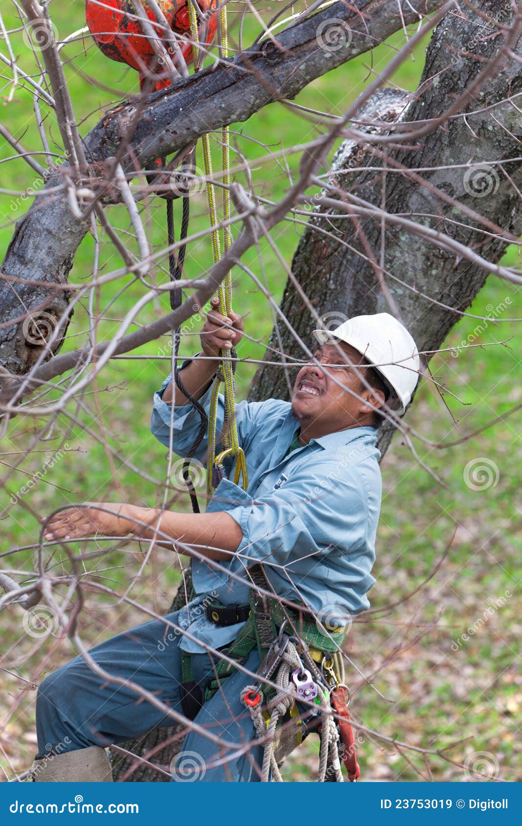 Worker Being Hoisted Up into a Tree Stock Image - Image of branches ...
