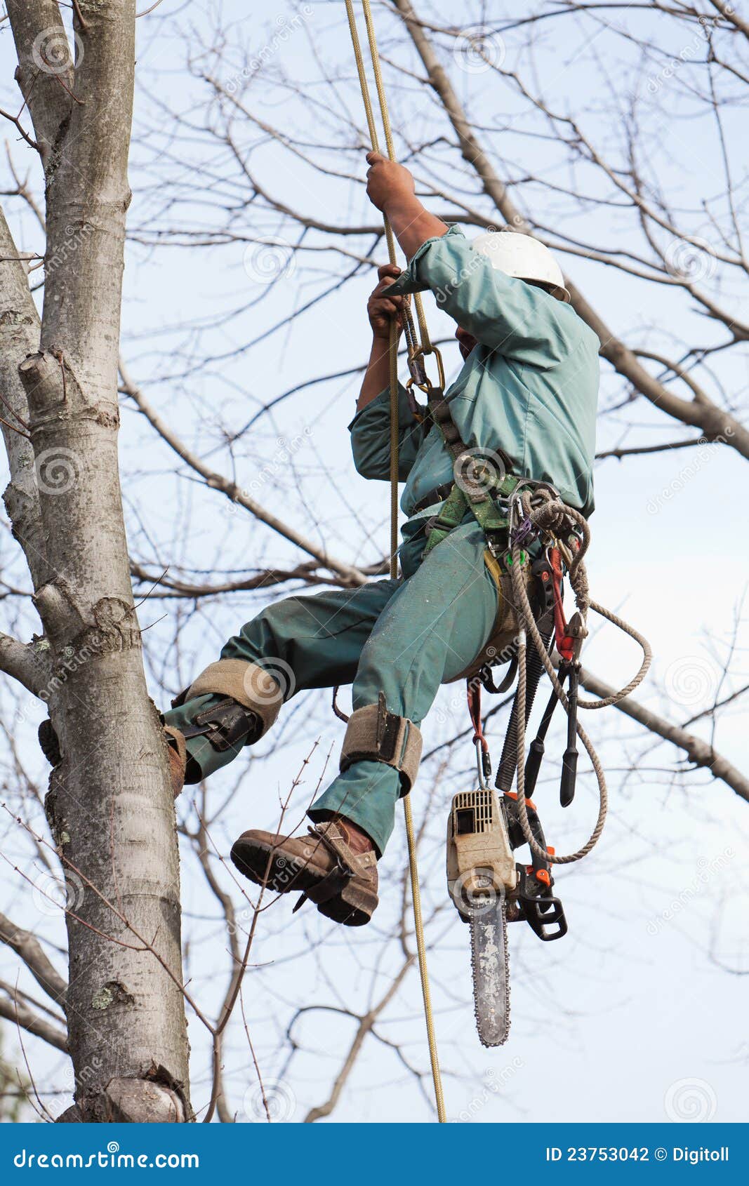 Worker Being Hoisted Up into a Tree Stock Photo - Image of risk ...