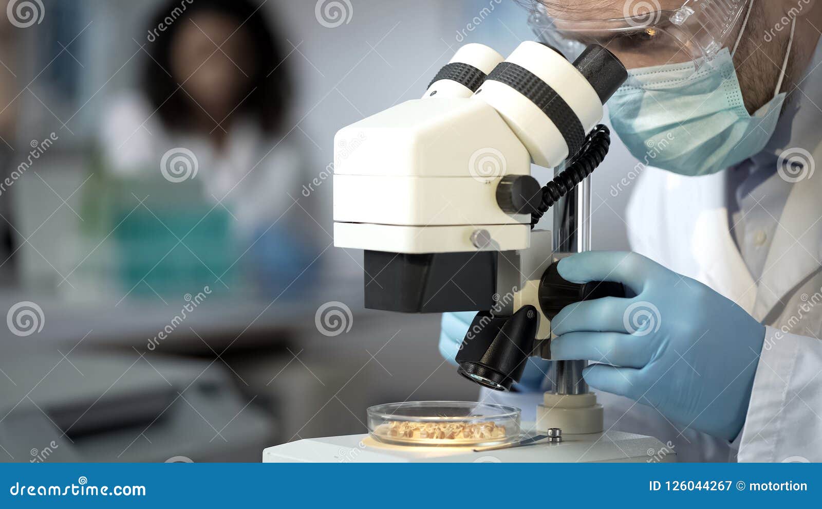 Worker Carefully Studying Under Microscope Genetically Modified Germs ...