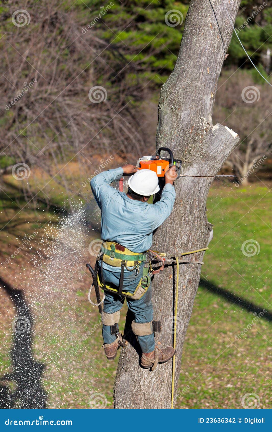 Worker with Chainsaw Cutting a Tree Stock Photo - Image of male ...