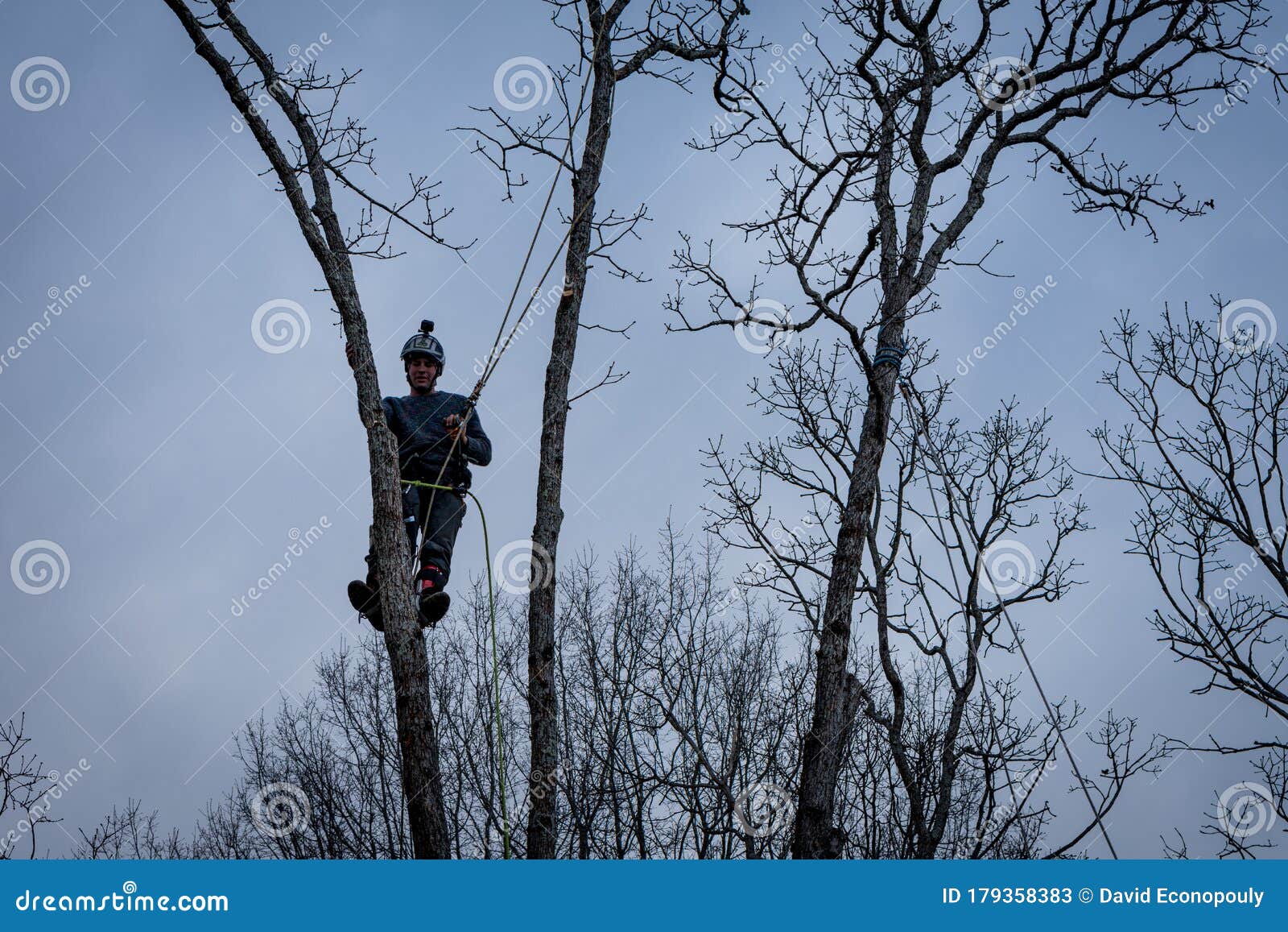 Worker with Chainsaw and Helmet Cutting Down Tree Stock Image - Image ...