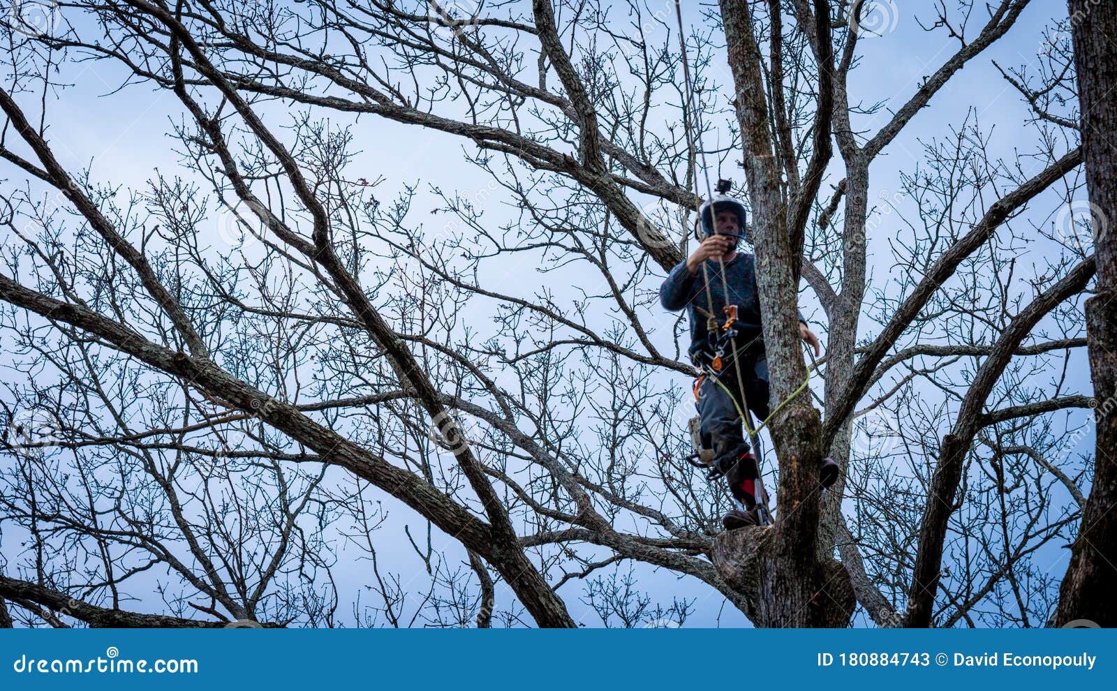 Worker with Chainsaw and Helmet Cutting Down Tree Stock Image - Image ...