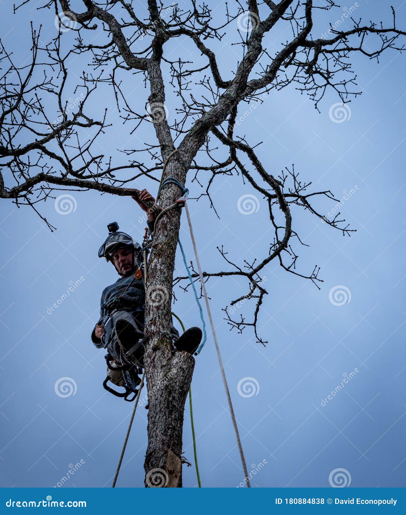 Worker with Chainsaw and Helmet Cutting Down Tree Stock Photo - Image ...