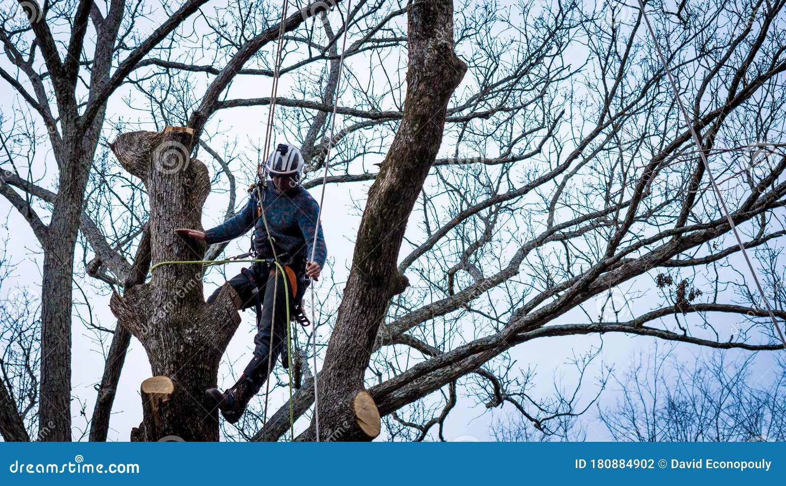 Worker with Chainsaw and Helmet Cutting Down Tree Stock Photo - Image ...