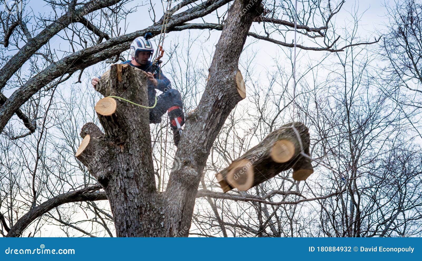 Worker with Chainsaw and Helmet Cutting Down Tree Stock Photo - Image ...