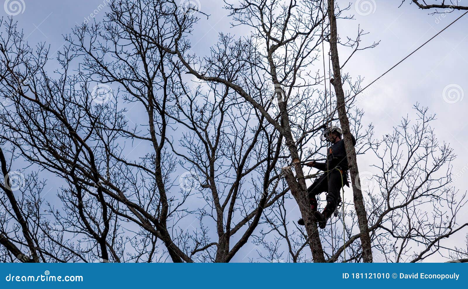 Worker with Chainsaw and Helmet Cutting Down Tree Stock Photo - Image ...