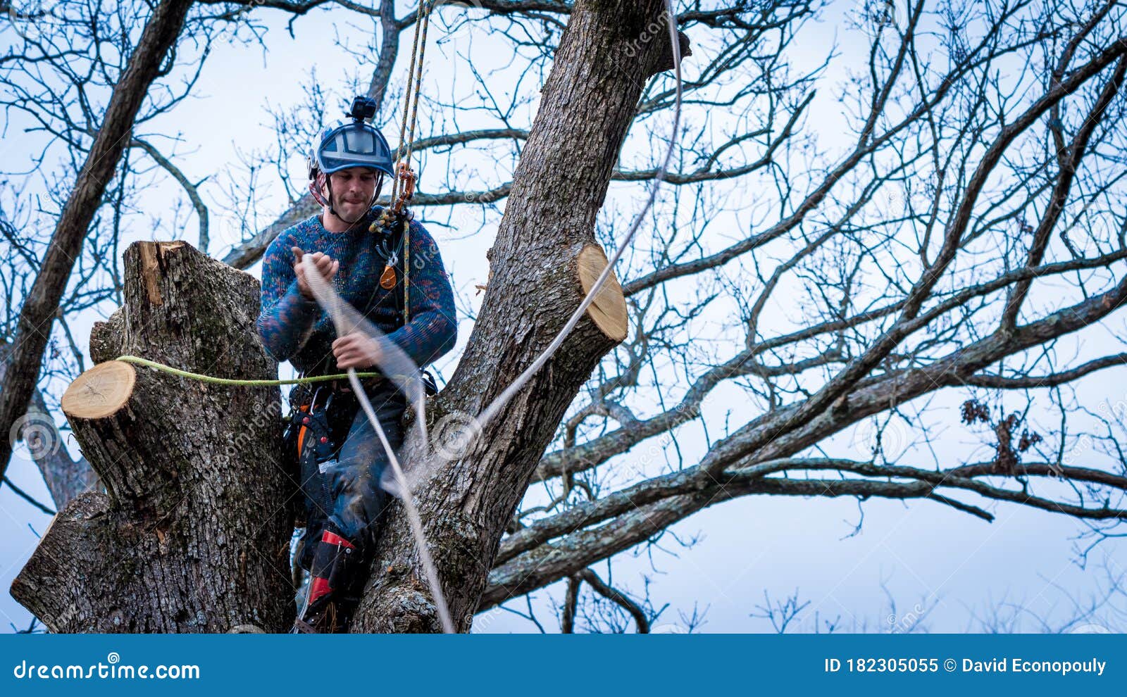 Worker with Chainsaw and Helmet Cutting Down Tree Stock Image - Image ...