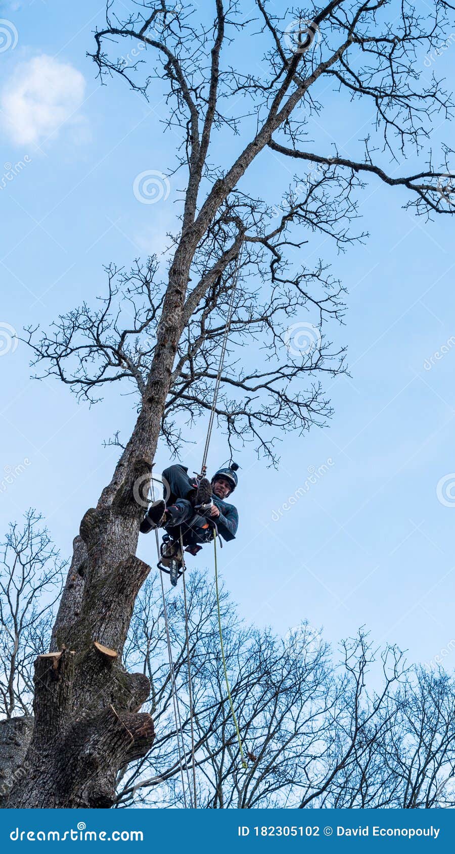 Worker with Chainsaw and Helmet Cutting Down Tree Stock Photo - Image ...