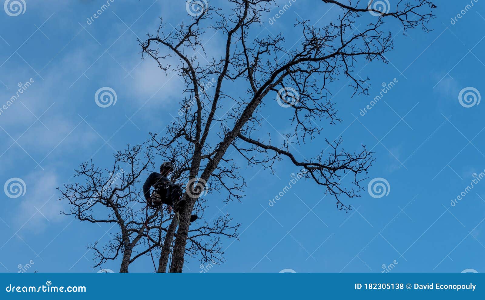 Worker with Chainsaw and Helmet Cutting Down Tree Stock Photo - Image ...