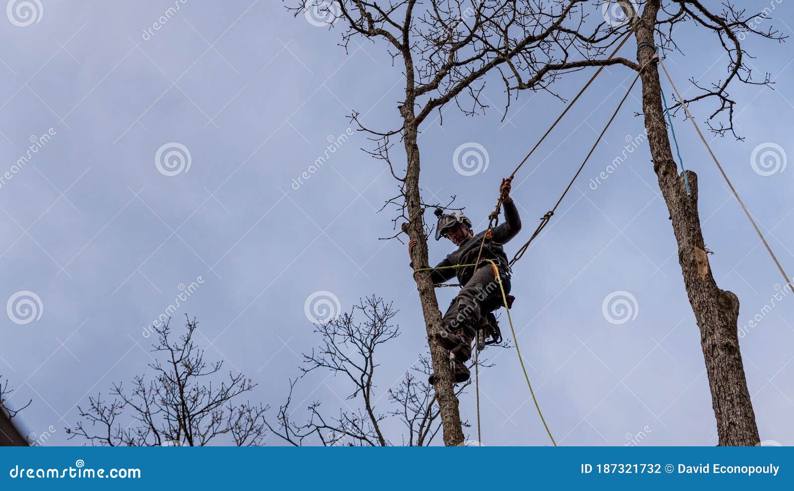 Worker with Chainsaw and Helmet Cutting Down Tree Stock Photo - Image ...