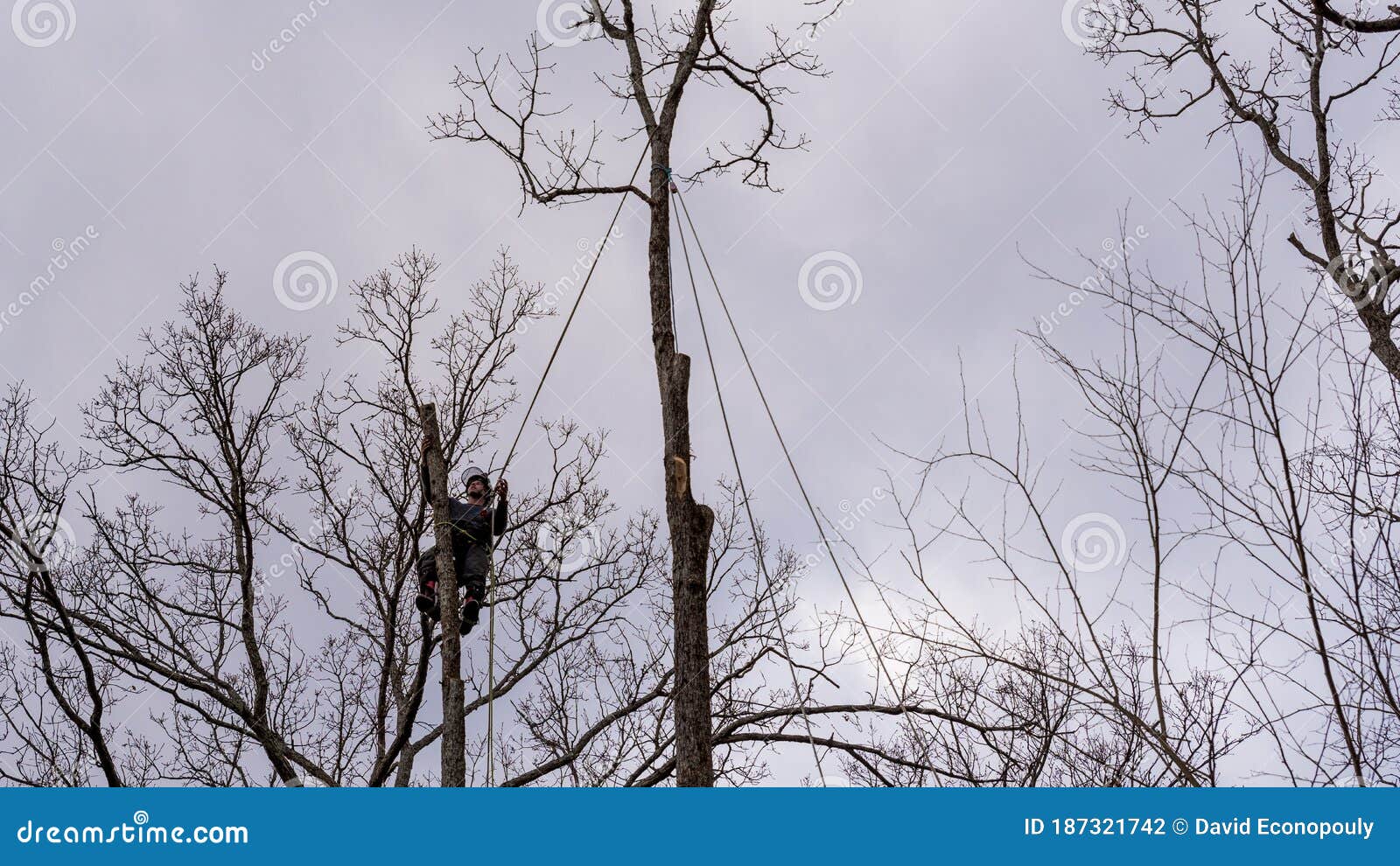Worker with Chainsaw and Helmet Cutting Down Tree Stock Photo - Image ...