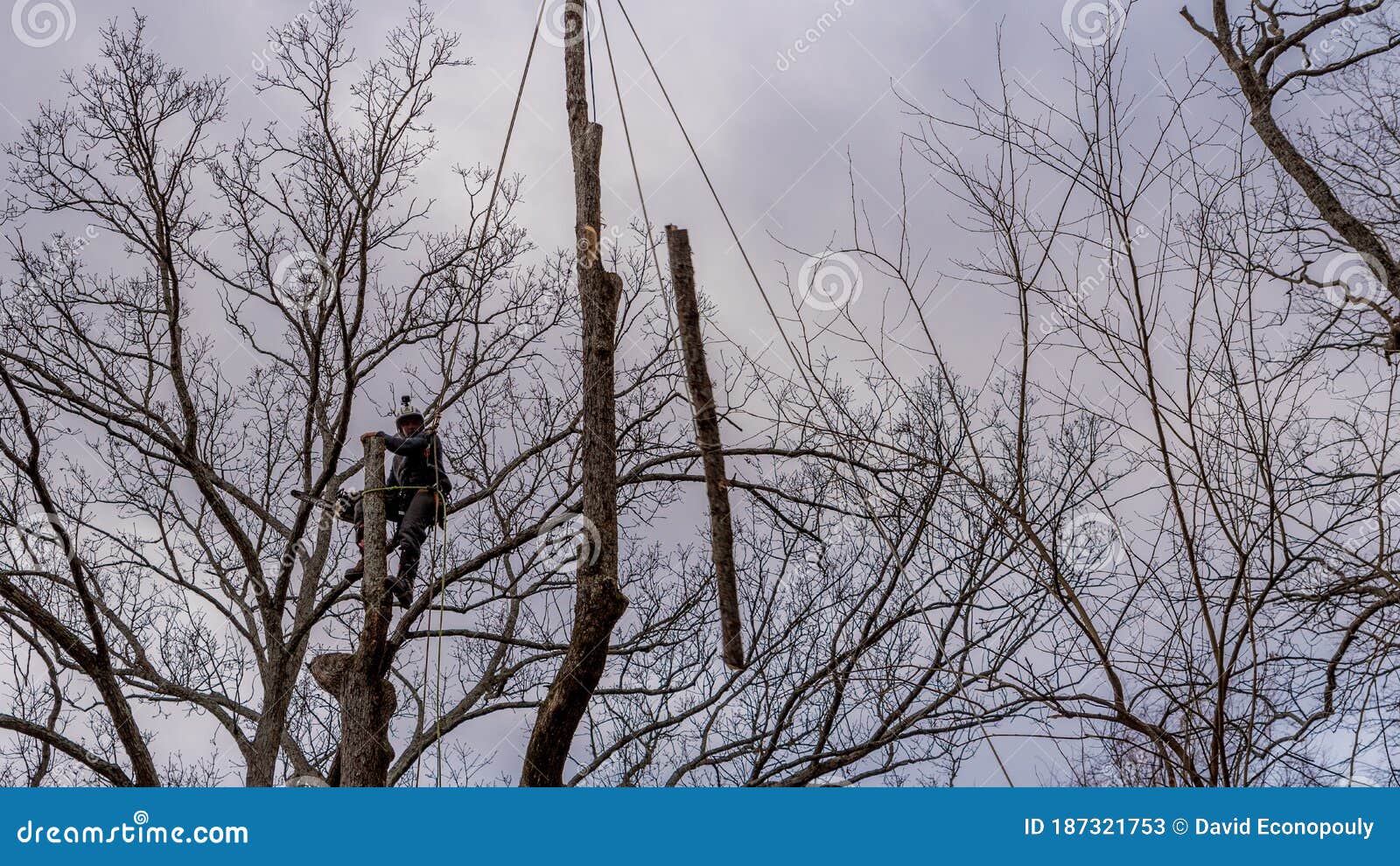 Worker with Chainsaw and Helmet Cutting Down Tree Stock Image - Image ...