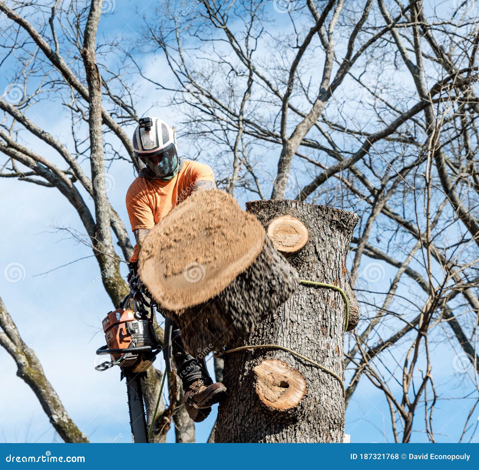 Worker with Chainsaw and Helmet Cutting Down Tree Stock Photo - Image ...
