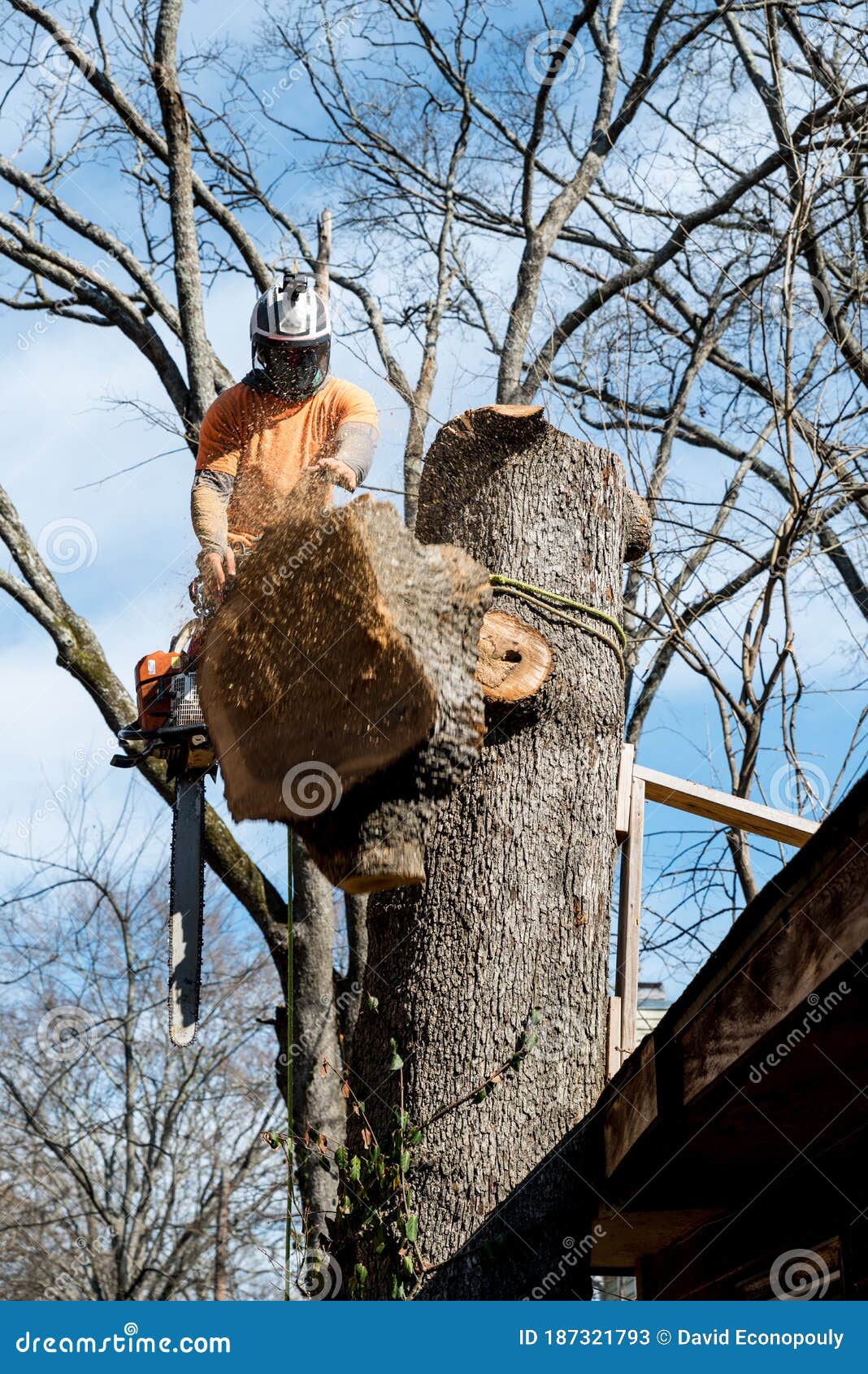 Worker with Chainsaw and Helmet Cutting Down Tree Stock Image - Image ...