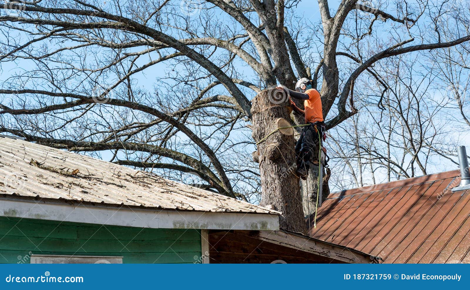 Worker with Chainsaw and Helmet Cutting Down Tree Stock Image - Image ...