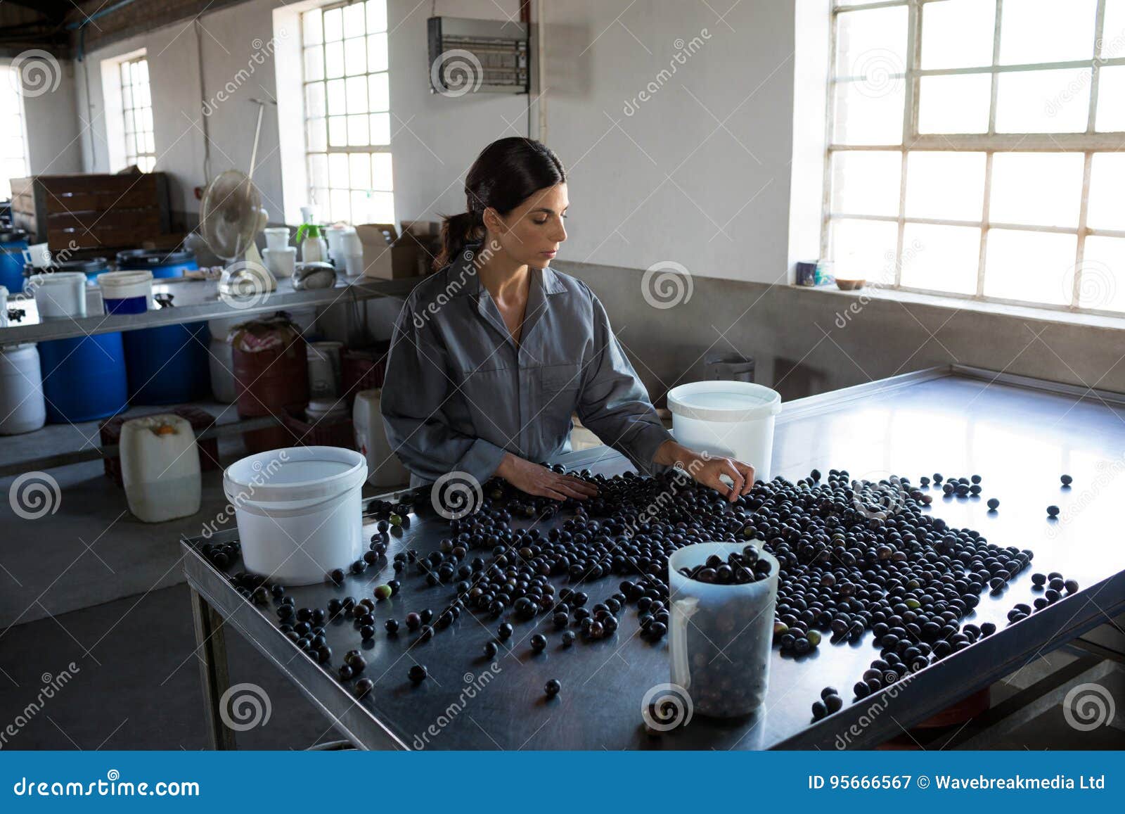 Worker Checking a Harvested Olives in Factory Stock Image - Image of ...