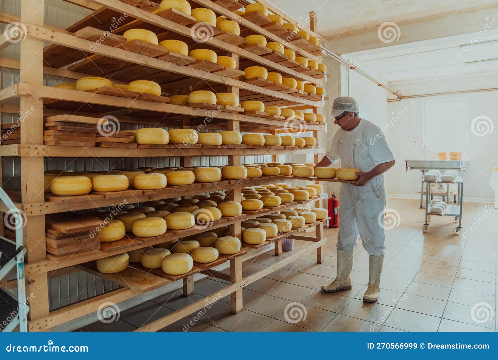 A Worker at a Cheese Factory Sorting Freshly Processed Cheese on Drying ...