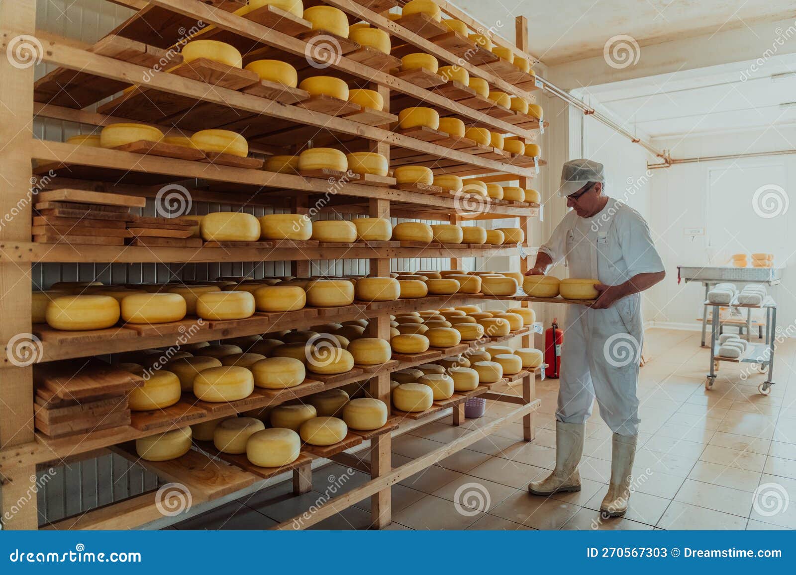 A Worker at a Cheese Factory Sorting Freshly Processed Cheese on Drying ...